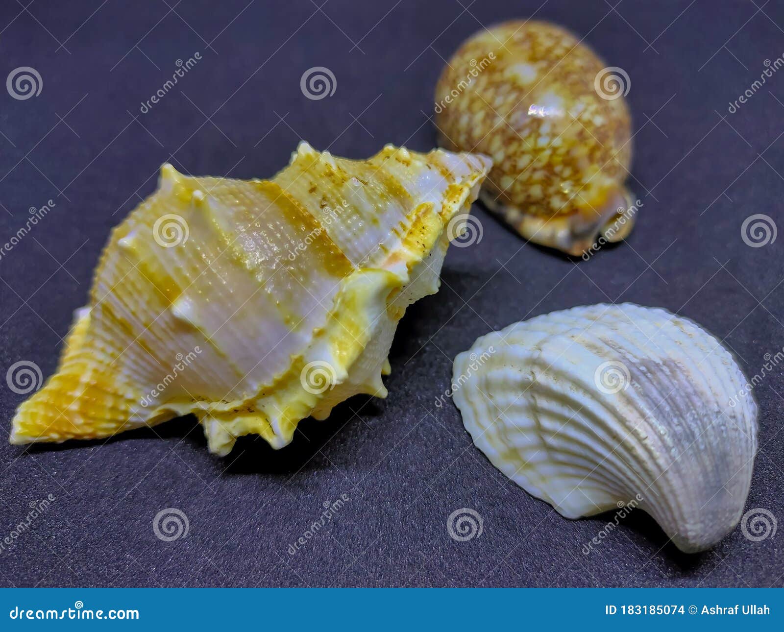 Seashell Of A Sea Snail Purple Dye Murex Or Spiny Dye-murex Bolinus ...