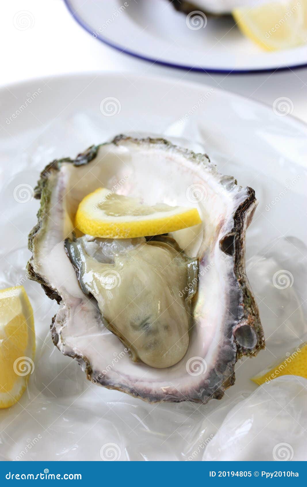 Oyster Served on Ice with Lemon Stock Image - Image of japanese, summer ...