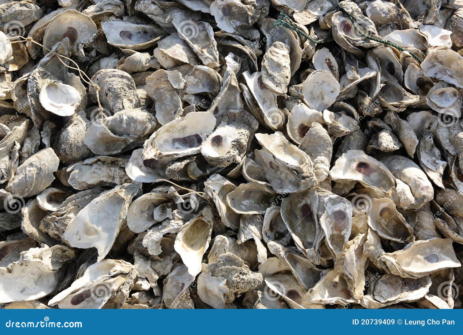 Oyster shell stock image. Image of display, delicacy - 20739409