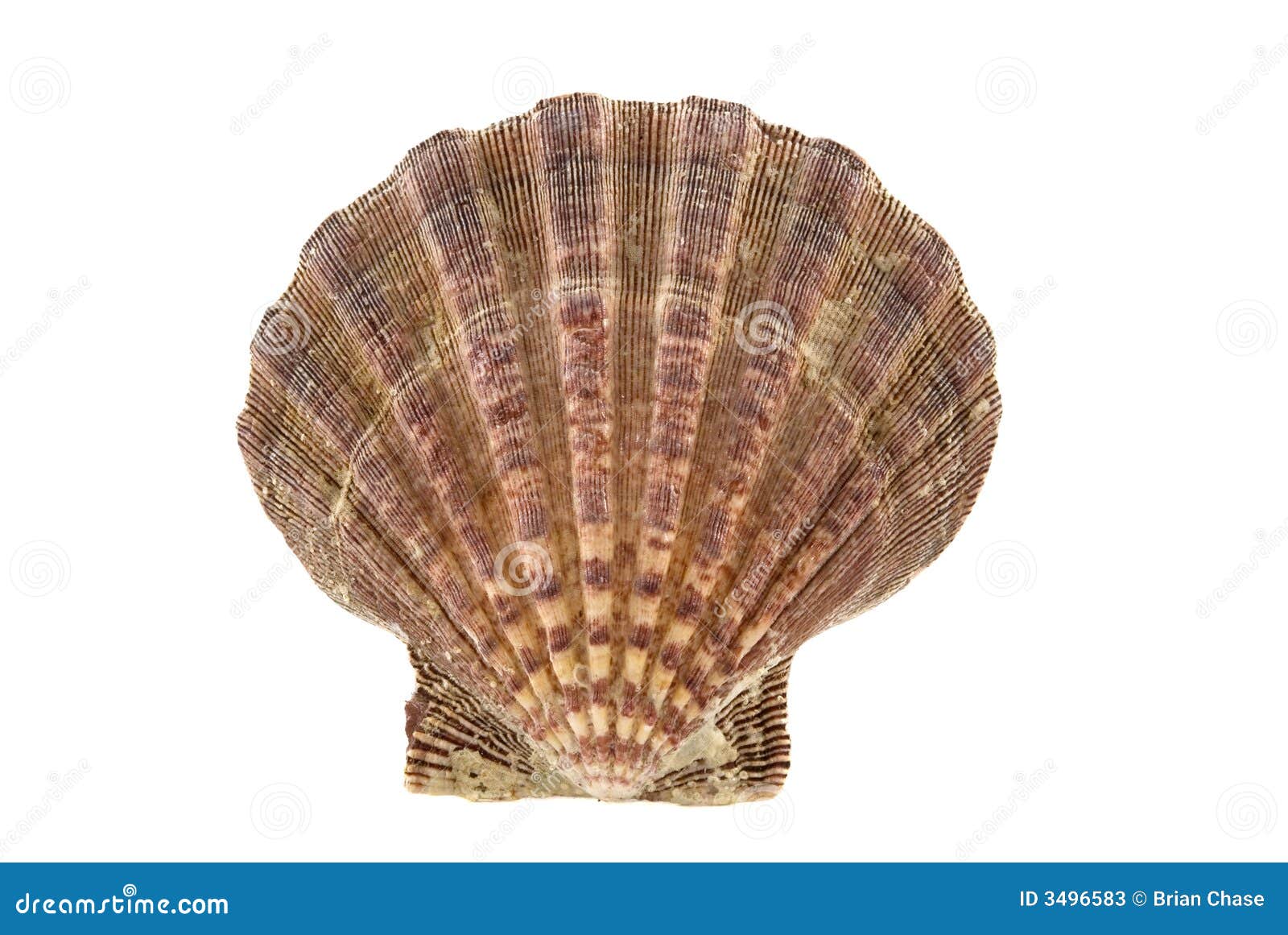 Oyster Shell Pile Detail From The Oregon Coast, Great For A Textural ...