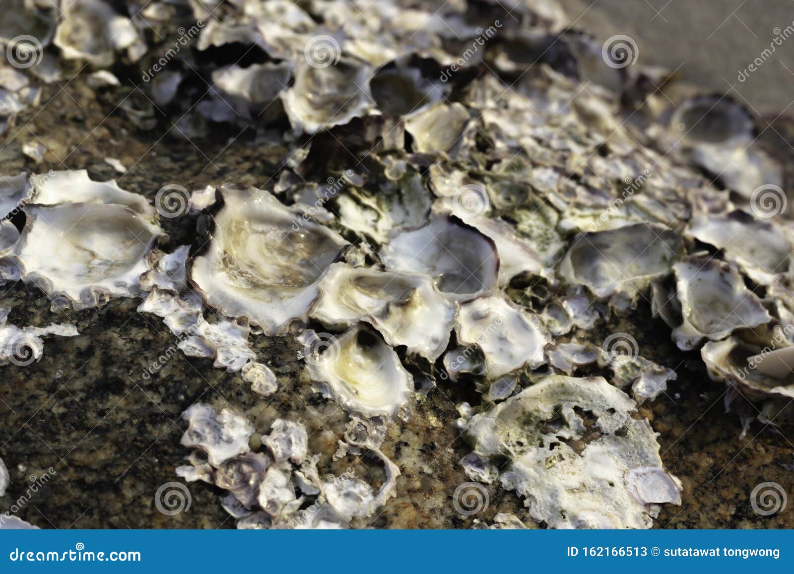 Oyster Shell that is Attached To the Stone Stock Image - Image of ocean ...