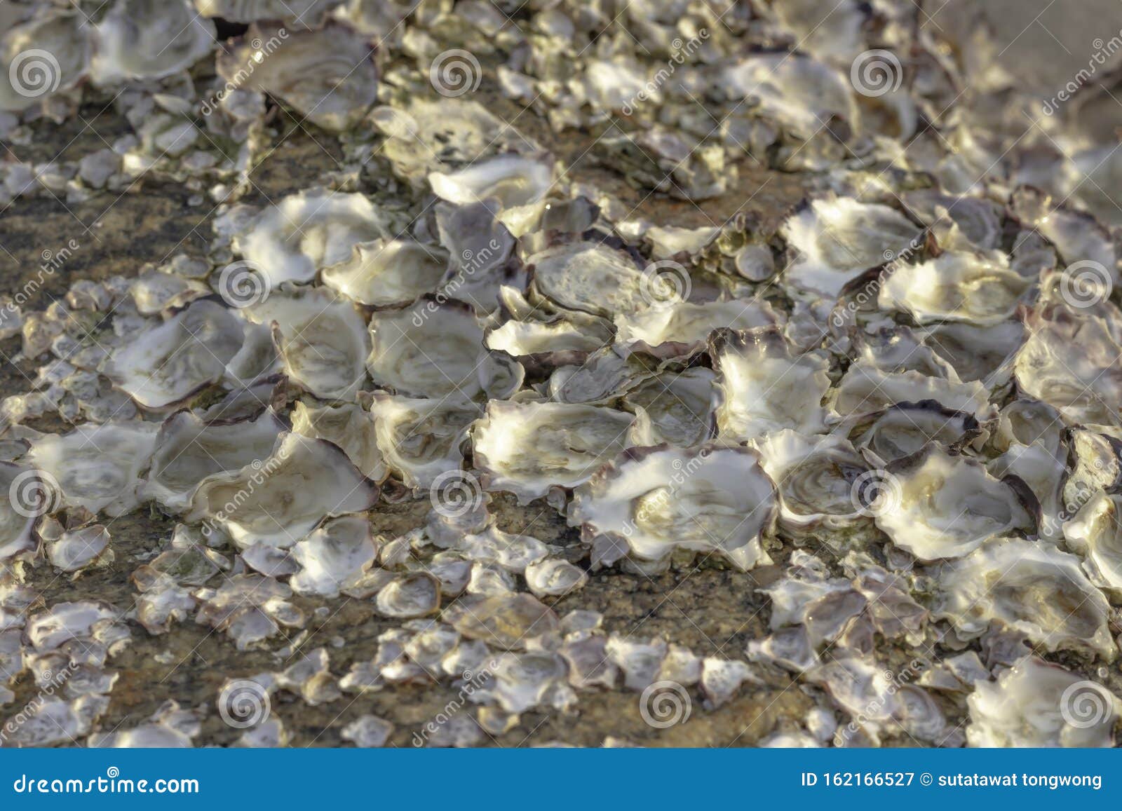 Oyster Shell that is Attached To the Stone Stock Image - Image of ...