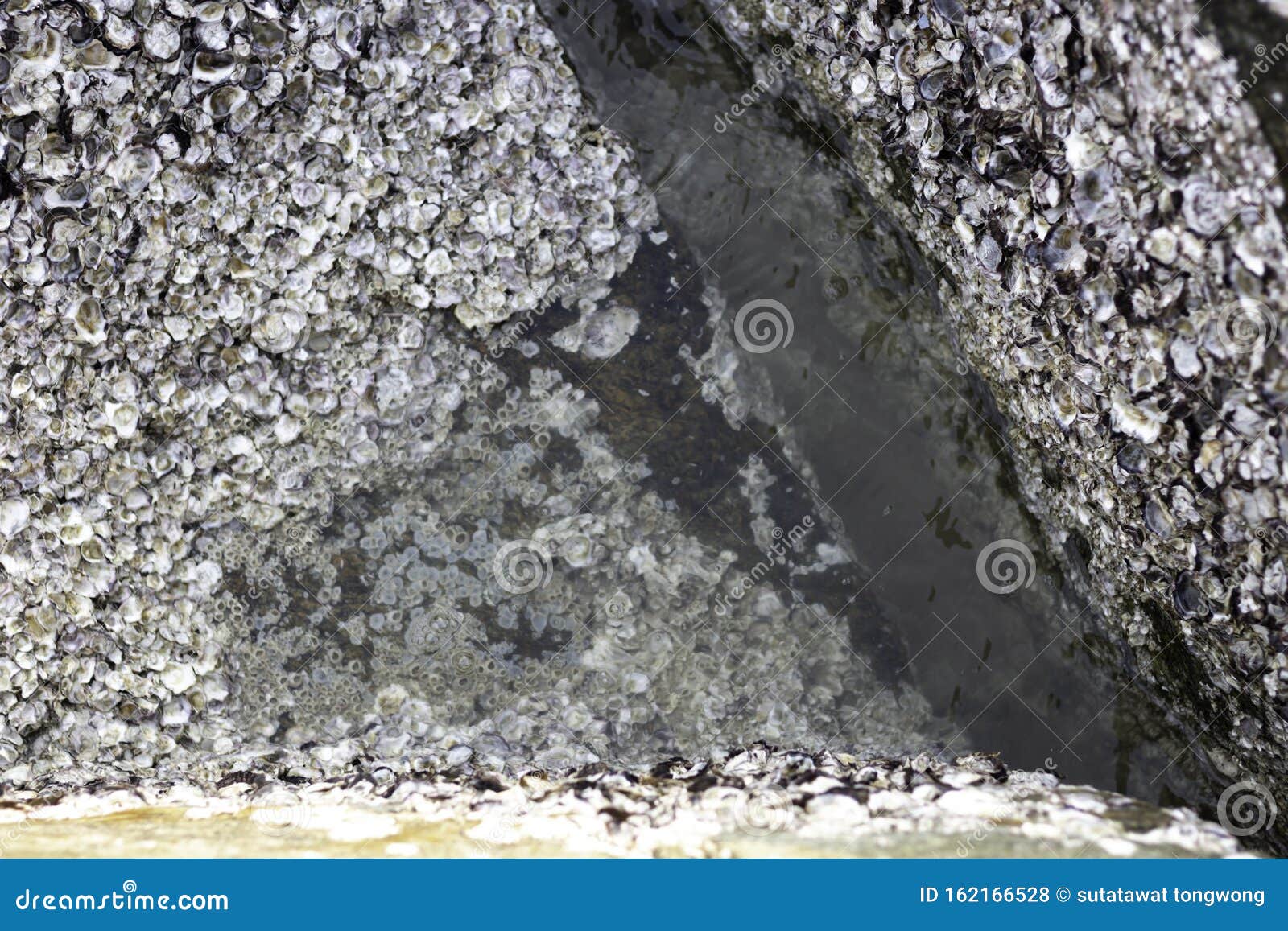 Oyster Shell that is Attached To the Stone Stock Photo - Image of ...