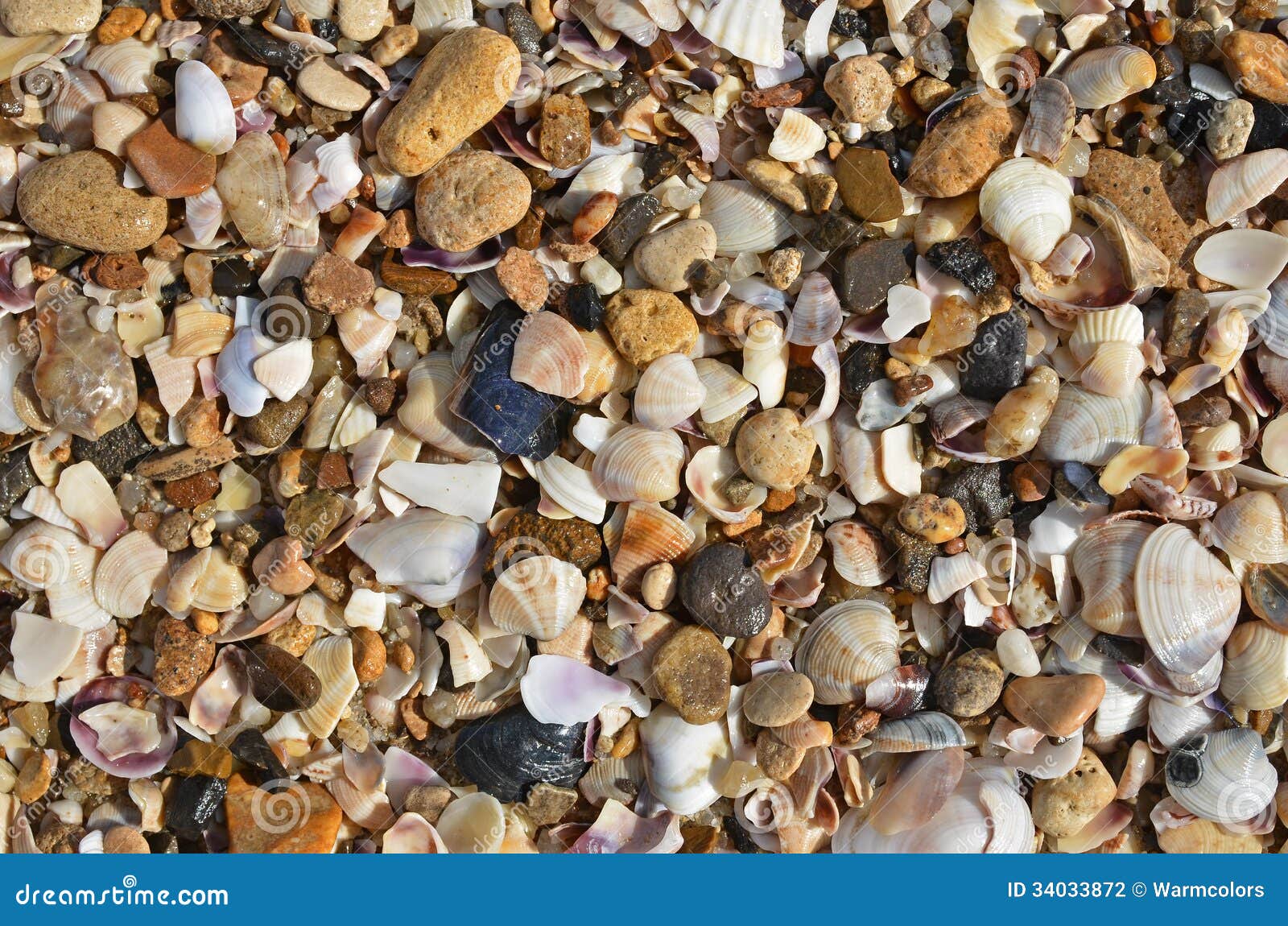 Oyster shell background stock photo. Image of background - 34033872