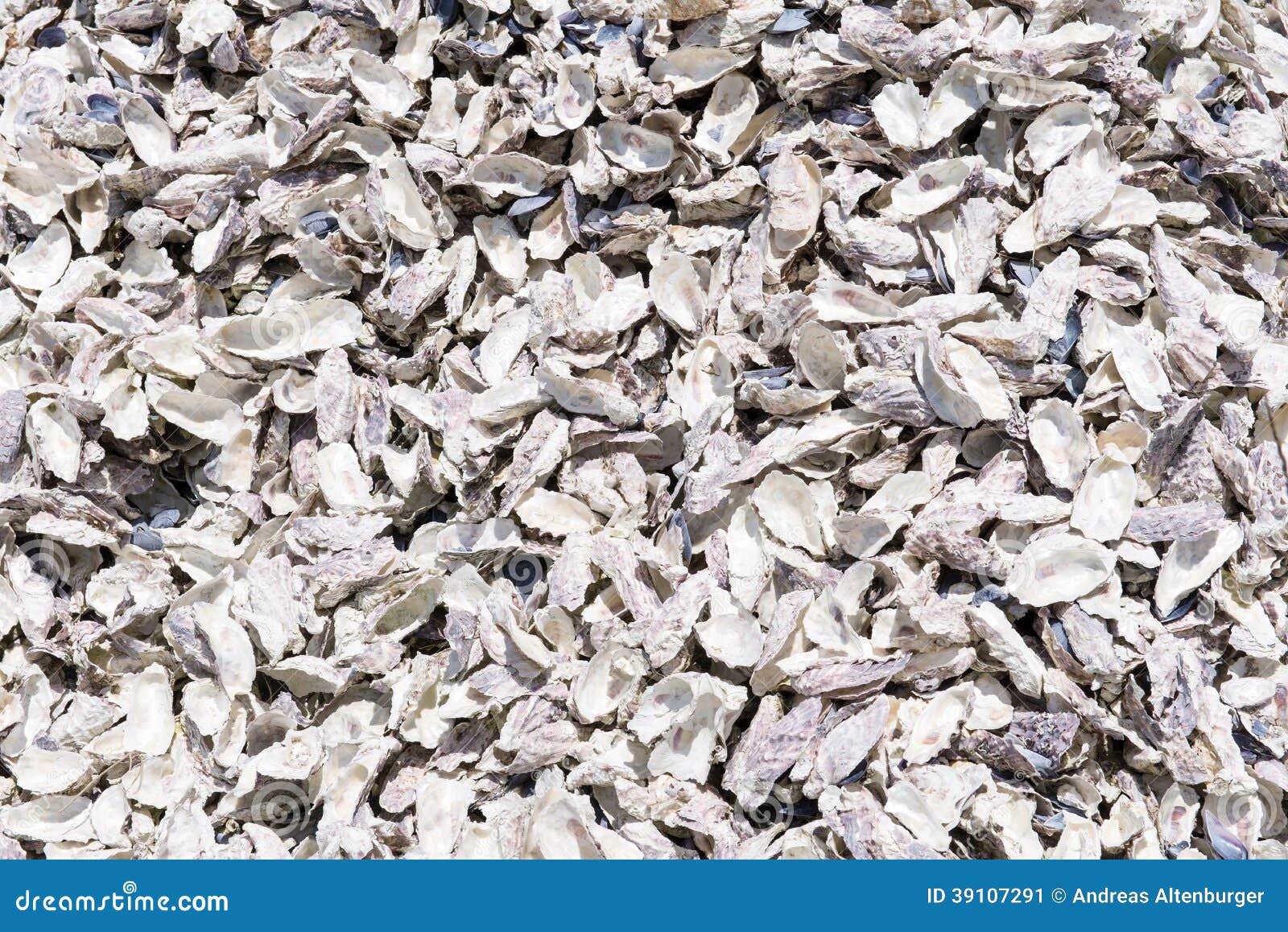 Oyster shell background stock image. Image of light, abstract - 39107291