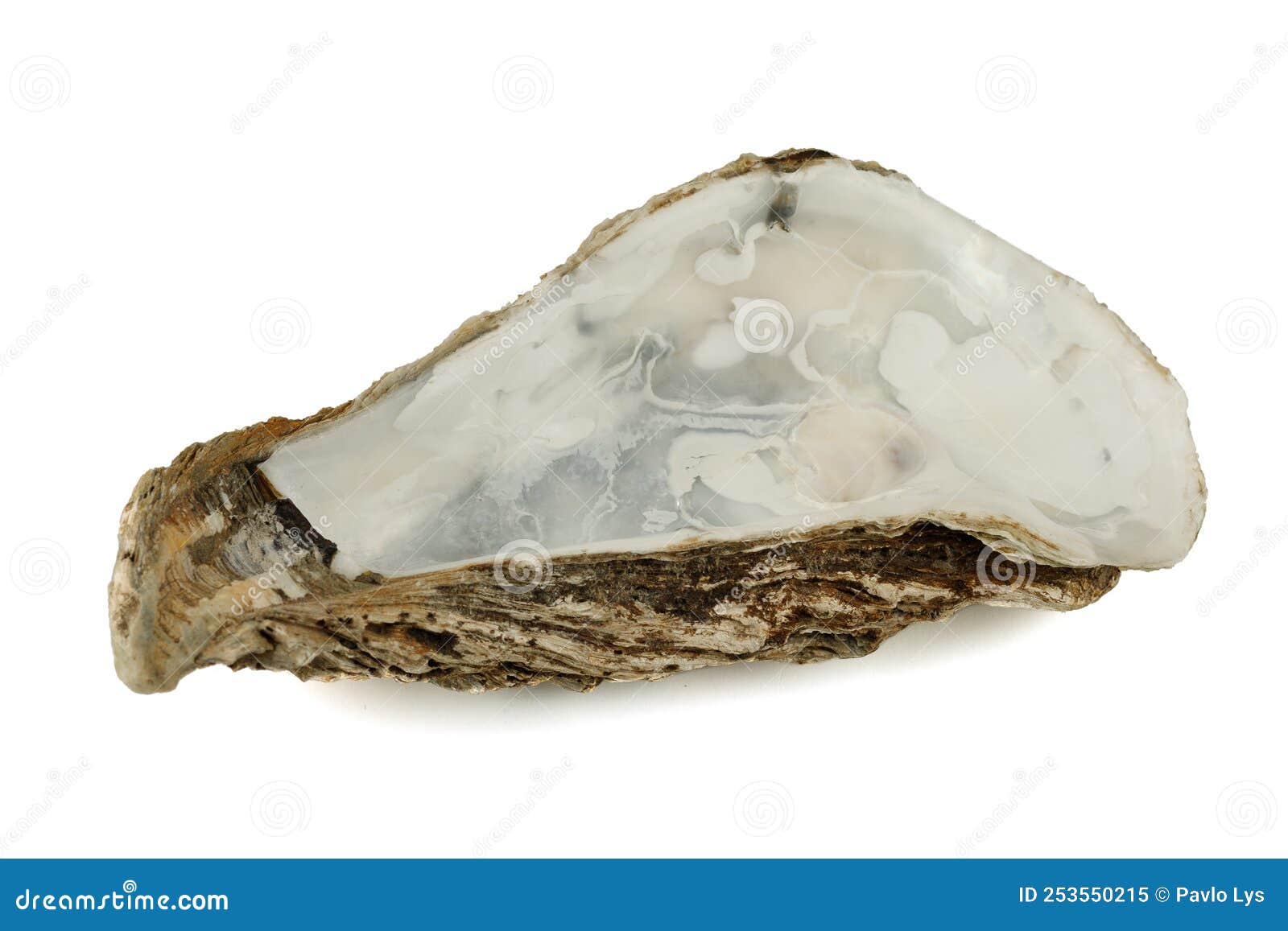 The oyster shell is empty stock image. Image of white - 253550215