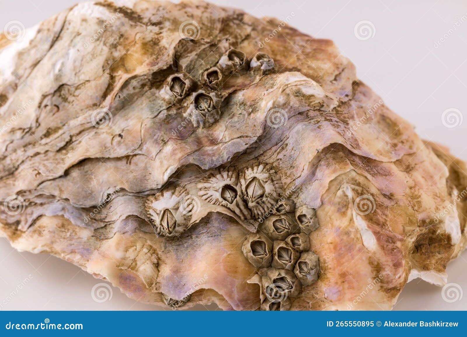 Oyster Shell Empty Close-up Macro Stock Image - Image of ocean ...