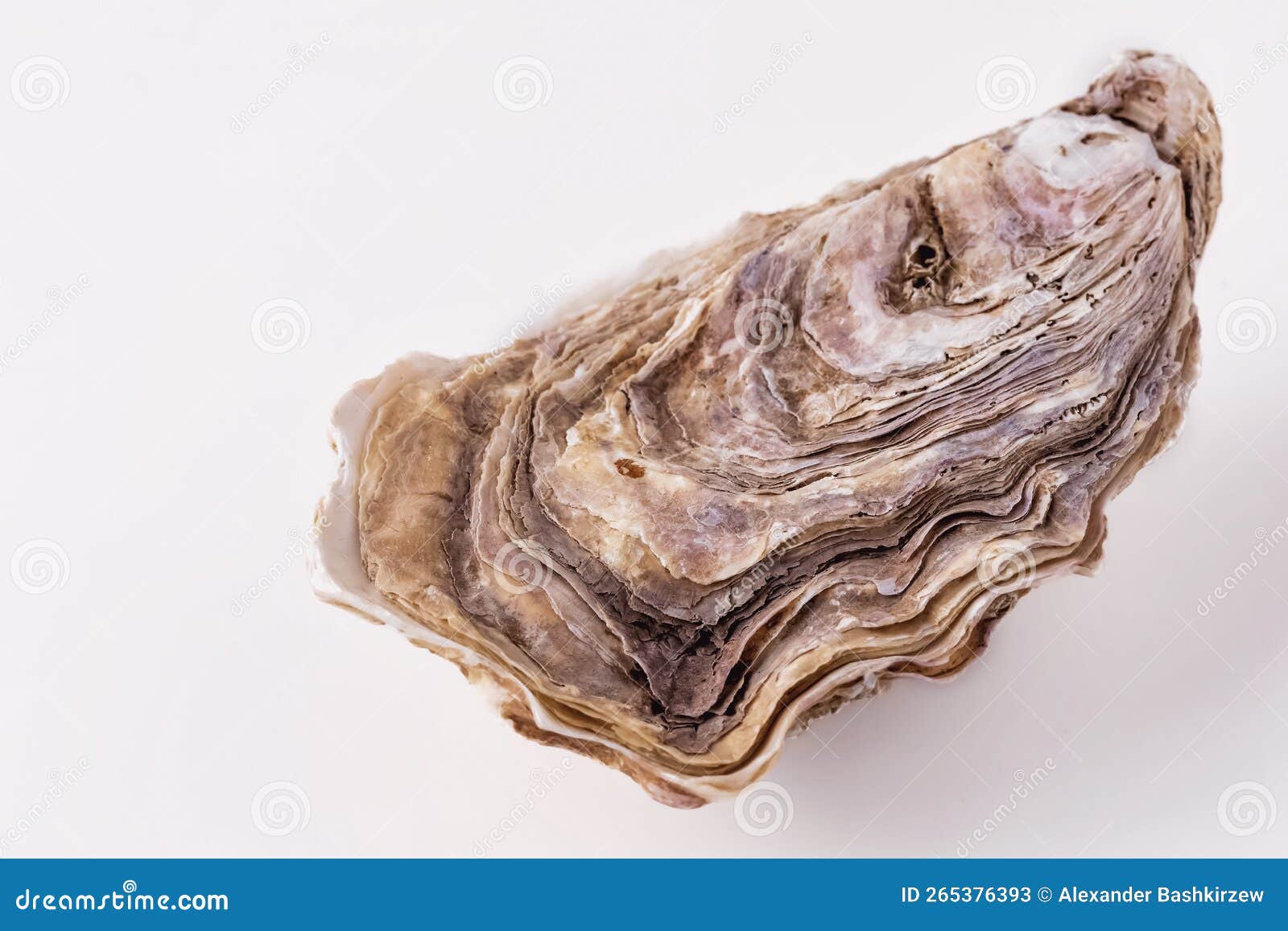 Oyster Shell Empty Close-up Macro Stock Image - Image of textured ...