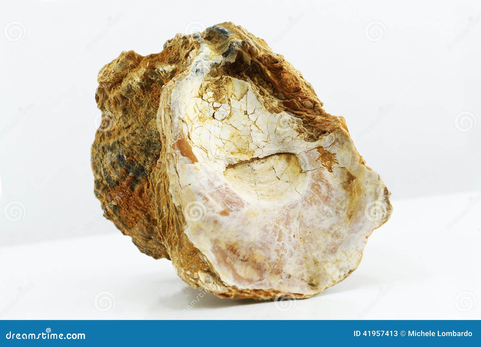 Oyster shell fossil stock image. Image of shape, ancient - 41957413
