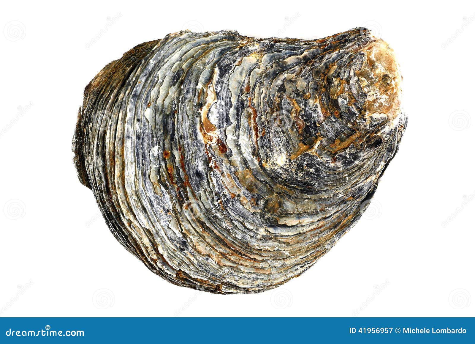Oyster Shell Fossil Detail White Background Stock Photos - Free ...
