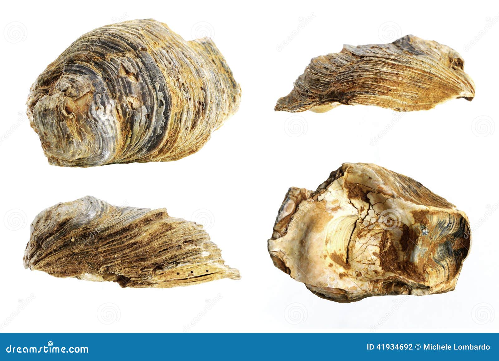 Oyster Shell Fossil, White Background Stock Photo - Image of sepia ...