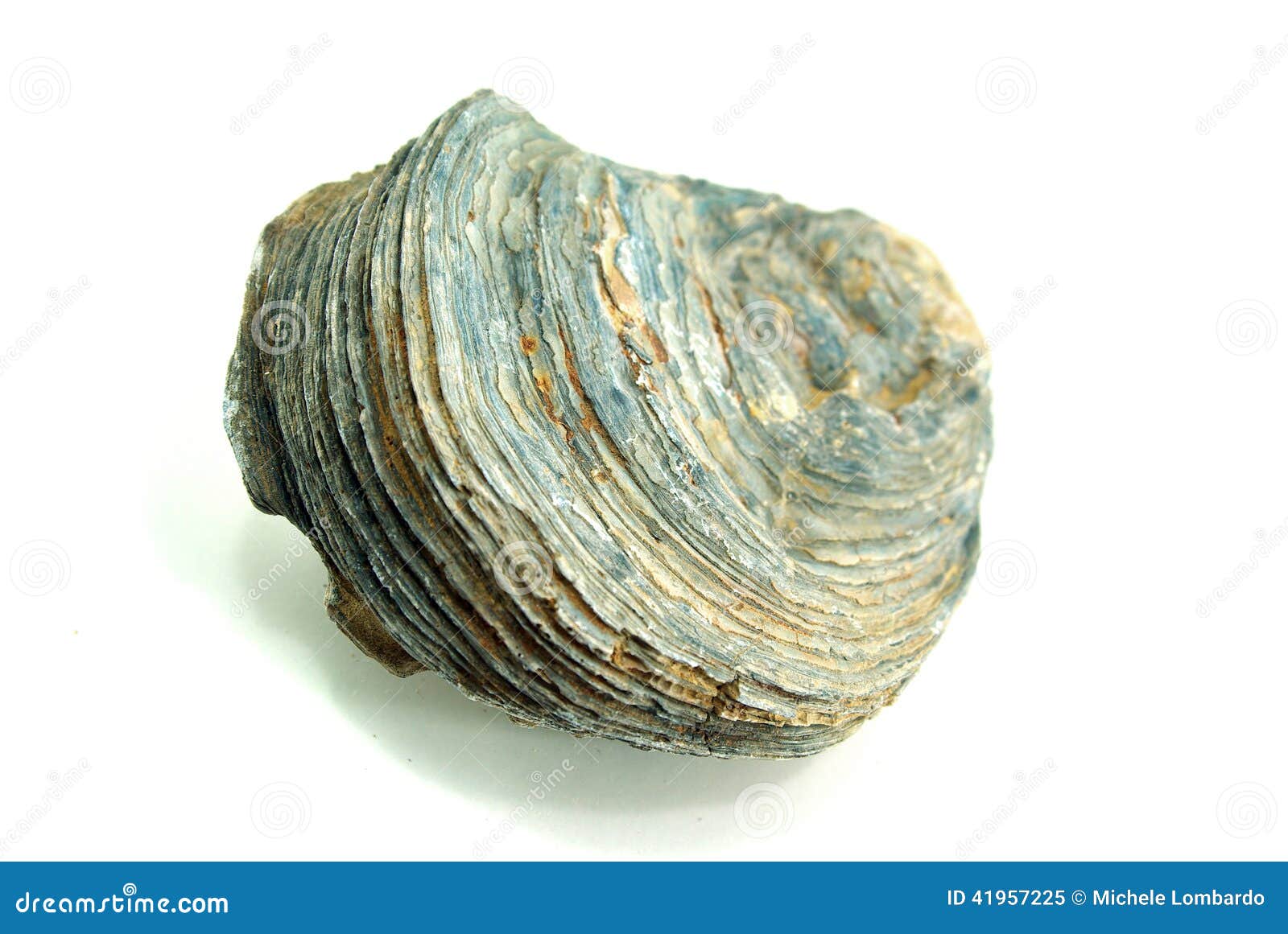 Oyster Shell Fossil, White Background Stock Image - Image of mother ...