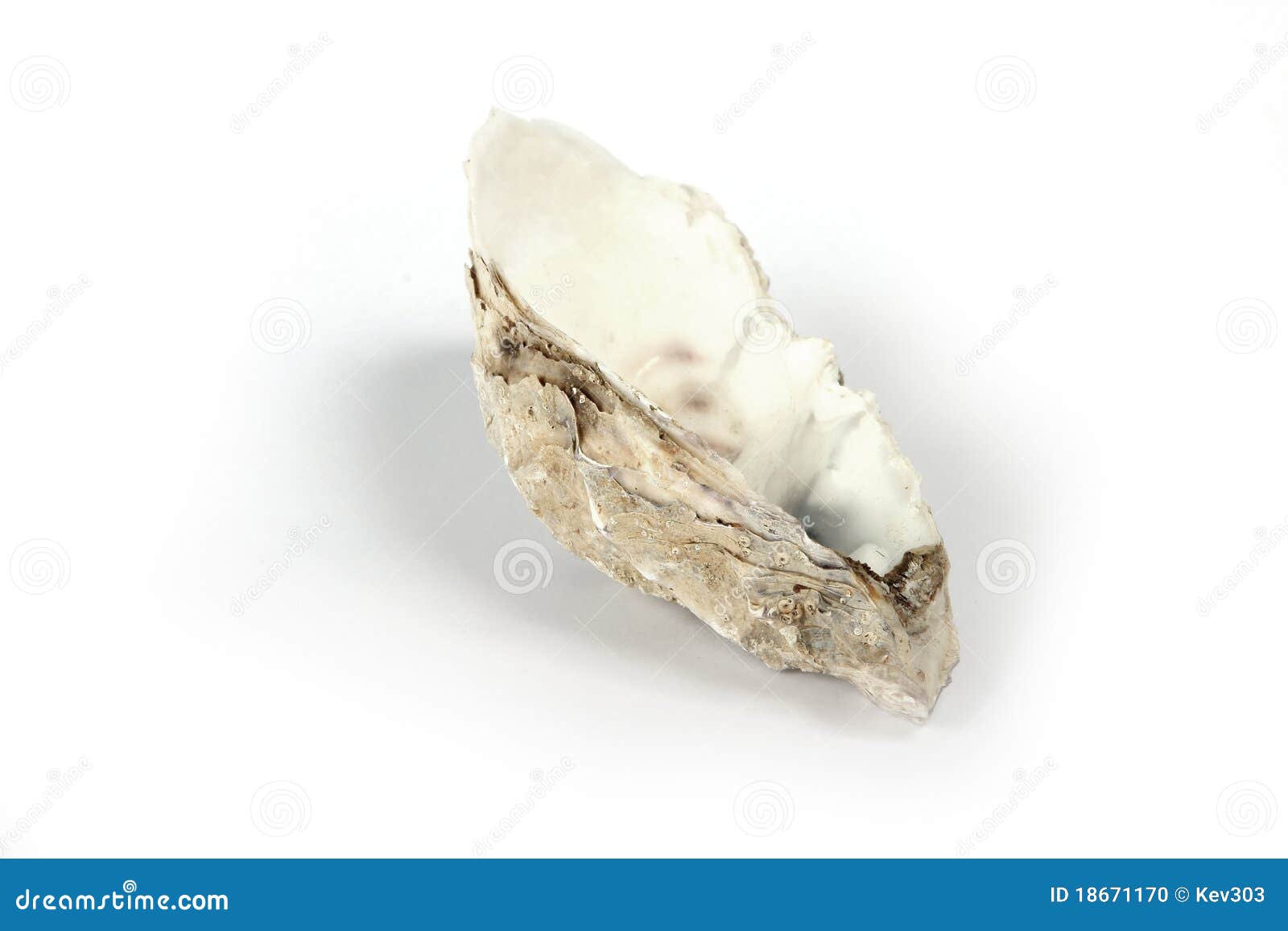 Oyster shell half stock photo. Image of shell, open, details - 18671170