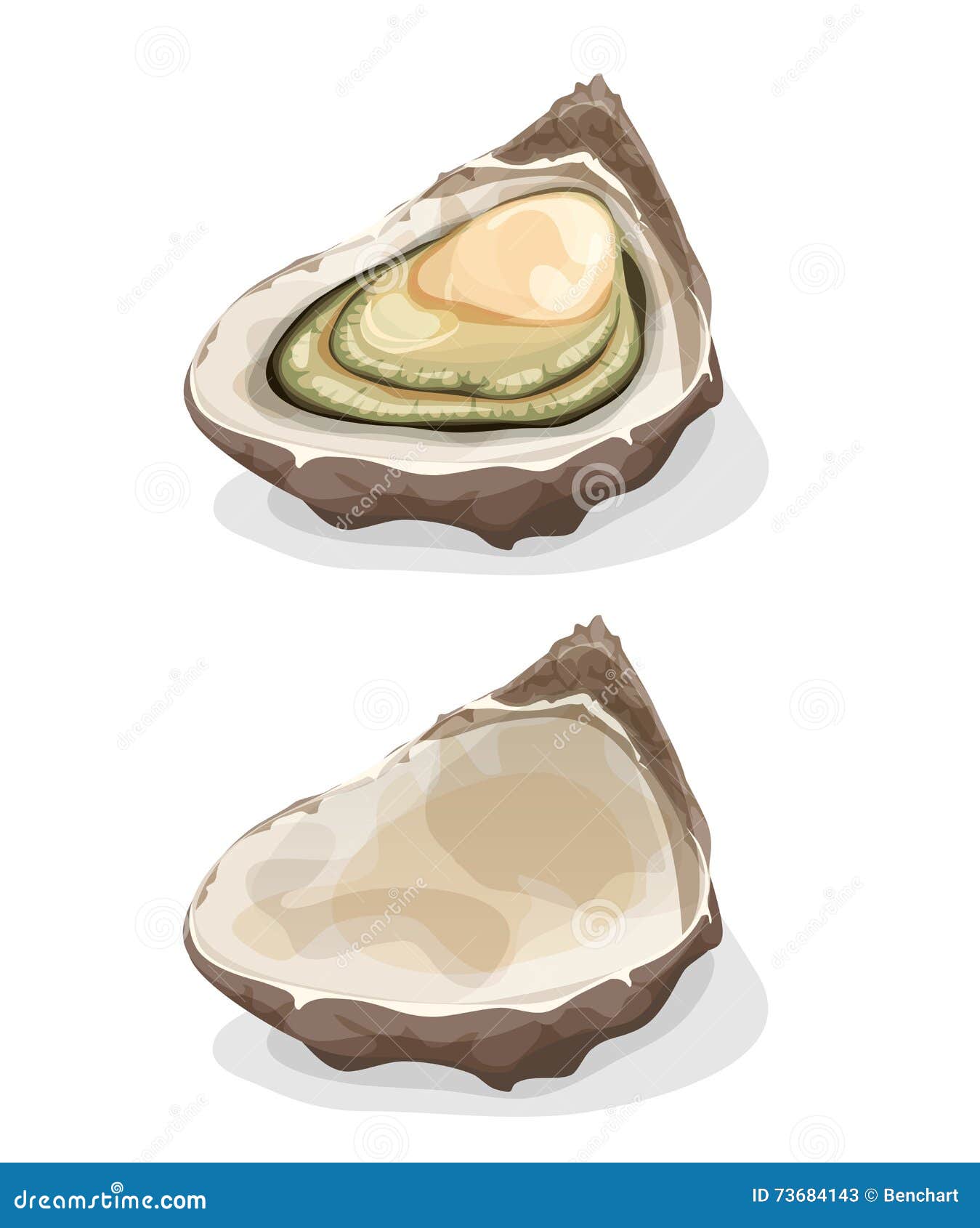 Oyster Shell stock vector. Illustration of cultivated - 73684143