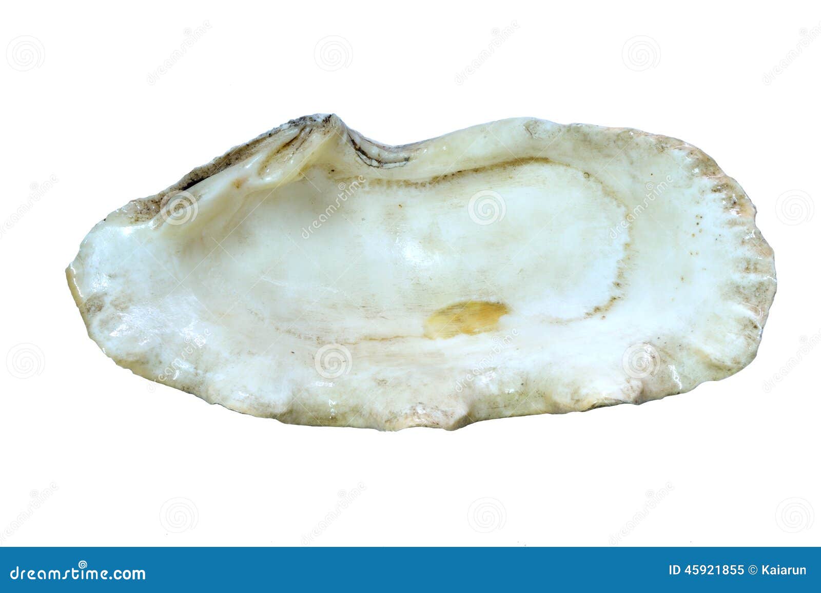 Oyster shell stock image. Image of shellfish, background - 45921855
