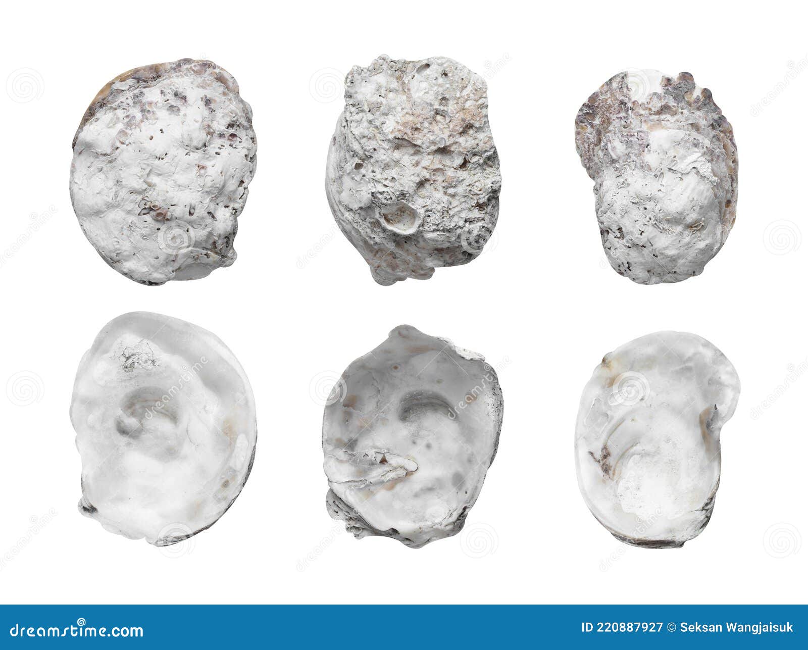 Oyster Shell Isolated on White Background Stock Image - Image of nacre ...