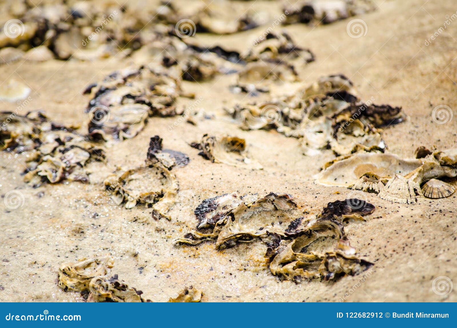 Oyster Shell on the Natural Coastal Stone Surface. Stock Photo - Image ...