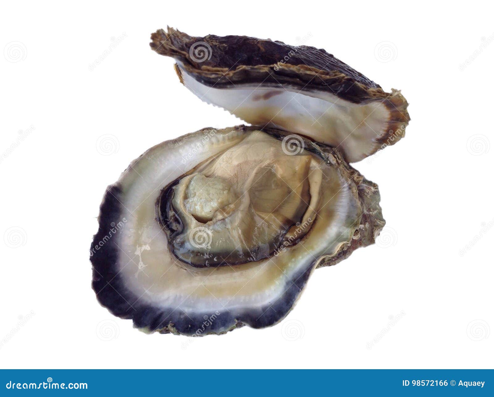 Oyster shell stock photo. Image of gourmet, animal, delicious - 98572166