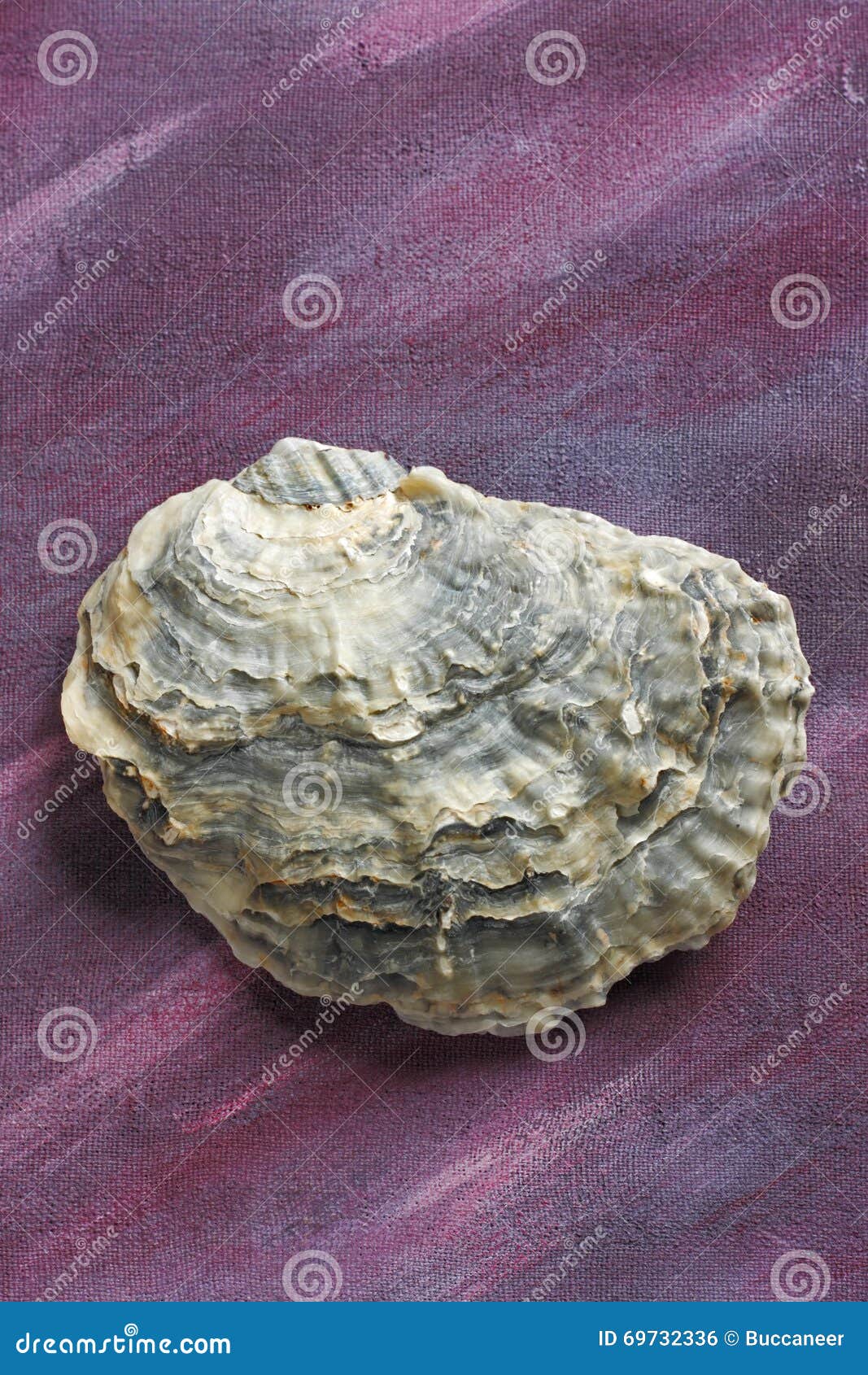 Oyster Shell Over Painted Textile Background Stock Photo - Image of ...