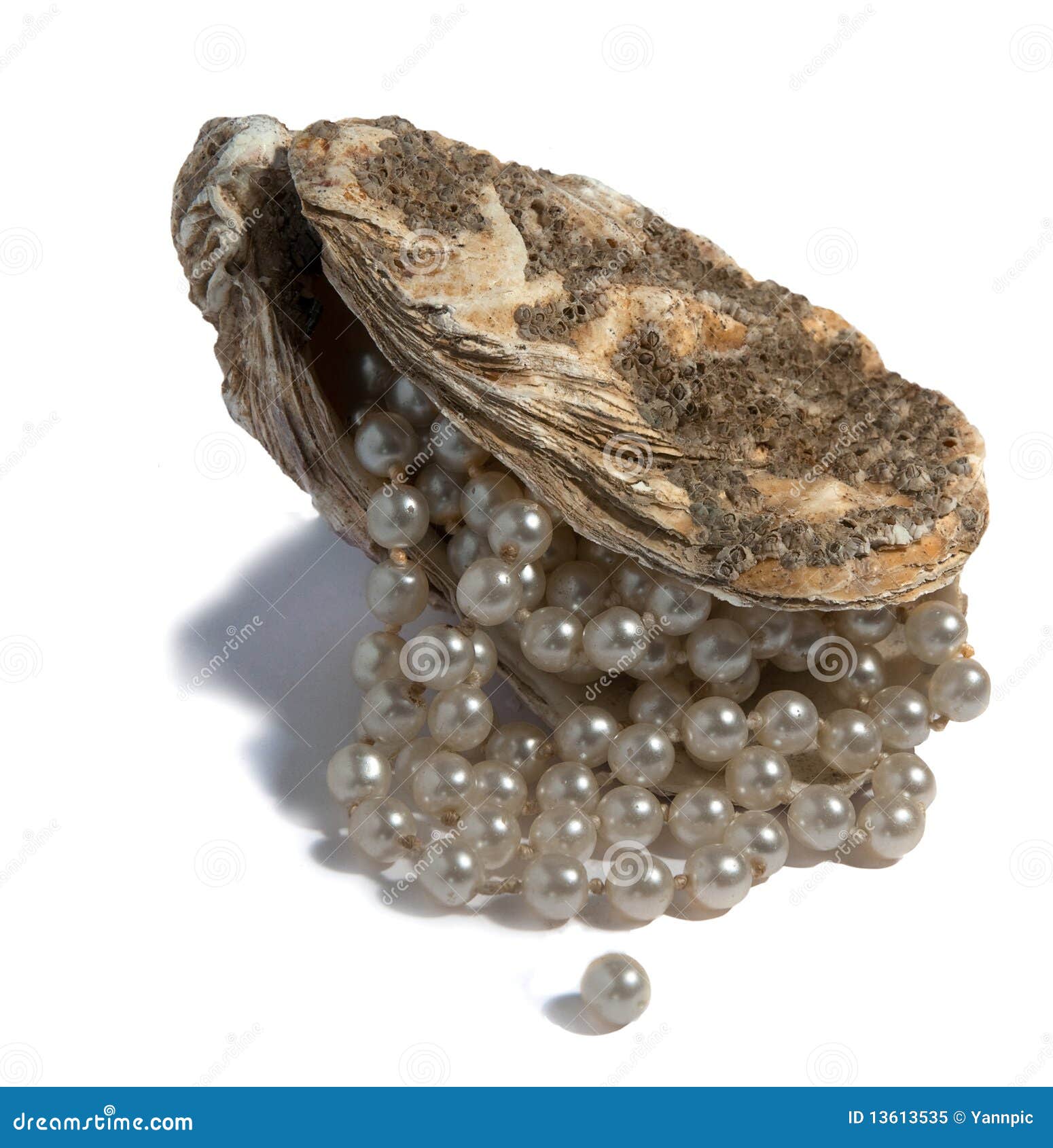 Oyster shell with pearls stock image. Image of nature - 13613535
