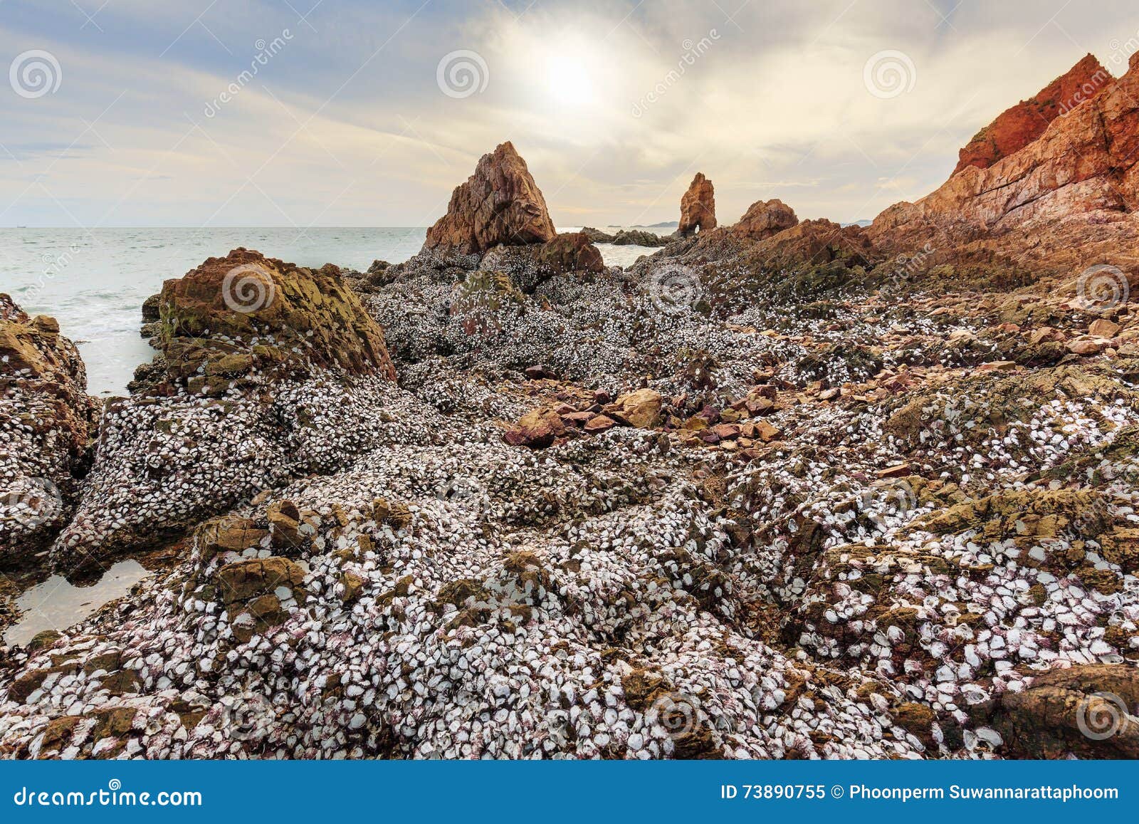 Oyster Shell Perched on Rocks and Fossils. Stock Image - Image of ...