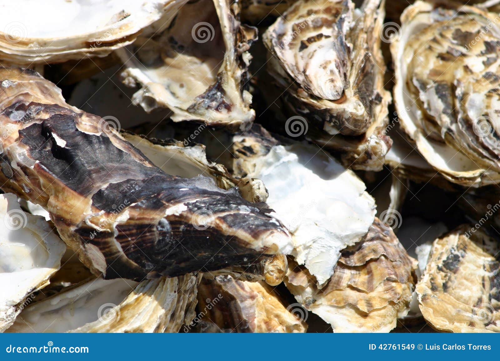 Oyster shell stock image. Image of oyster, sauteed, shell - 42761549