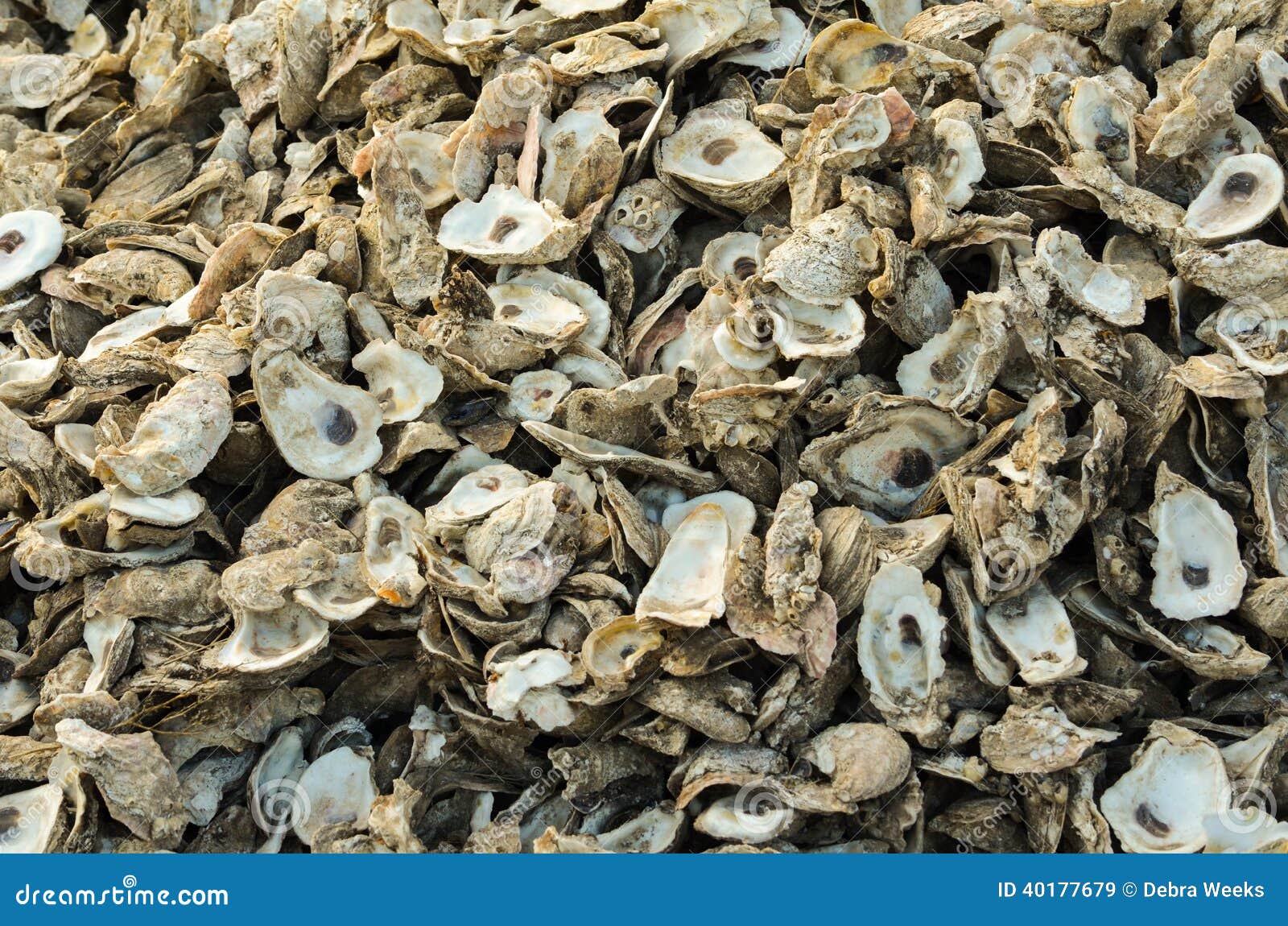 Oyster Shell Pile stock image. Image of pile, open, life - 40177679