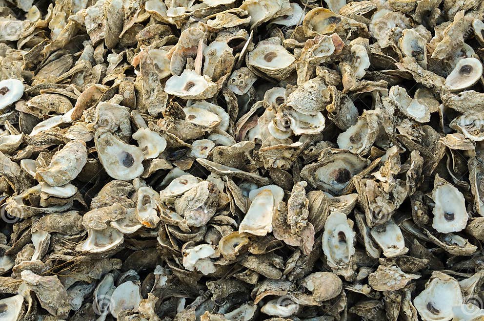 Oyster Shell Pile stock image. Image of pile, open, life - 40177679