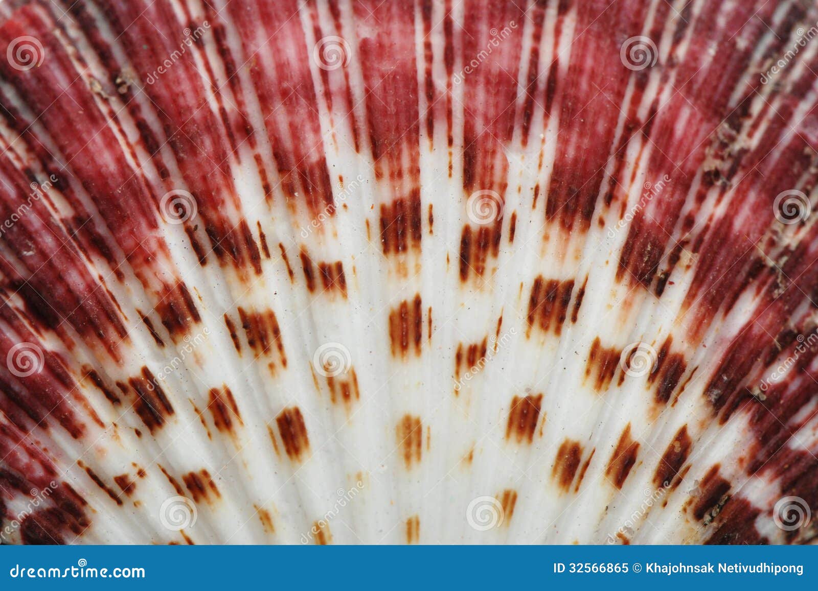 Oyster shell stock image. Image of nature, shell, material - 32566865