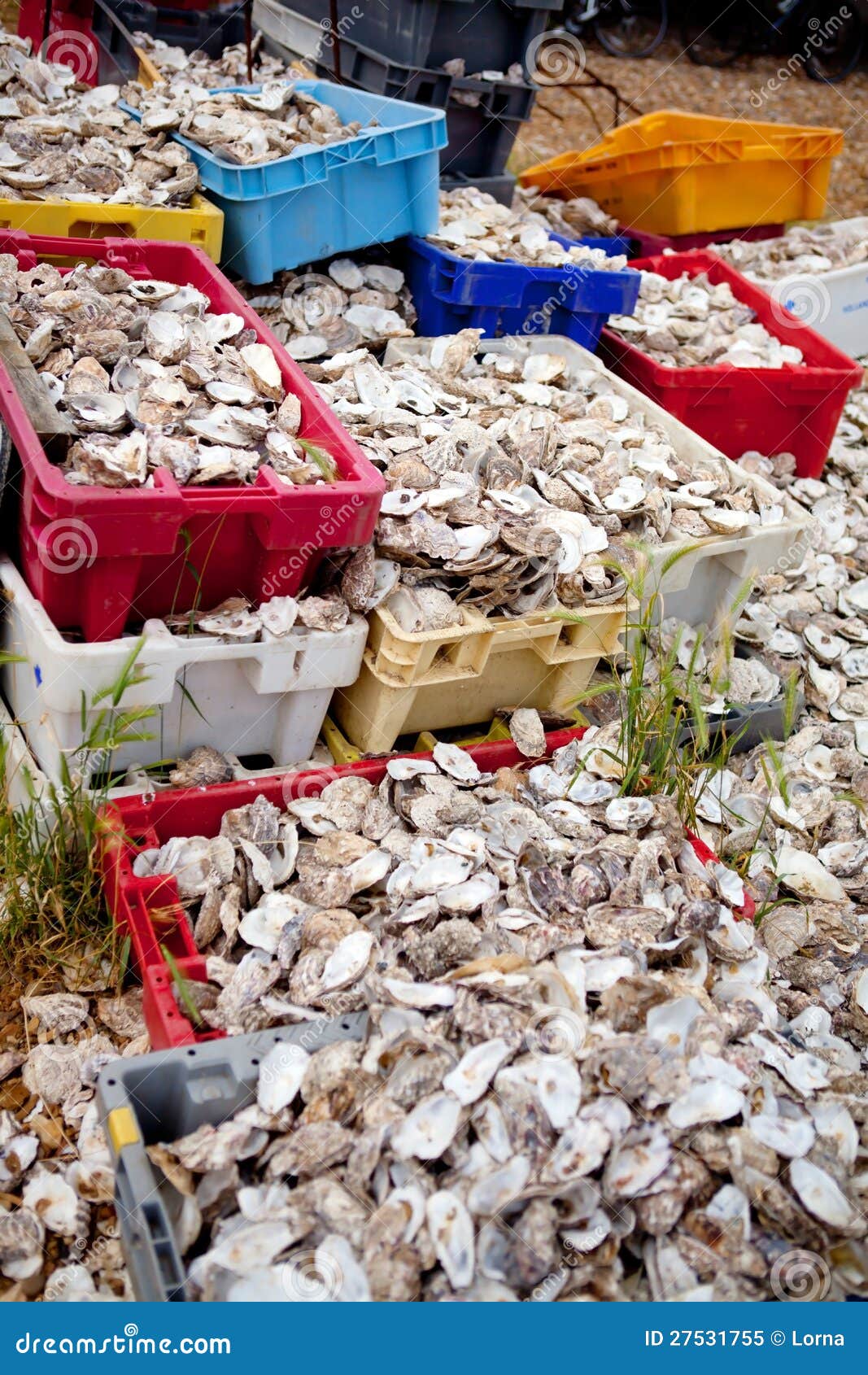 Oyster shell seafood stock image. Image of coast, seashore - 27531755