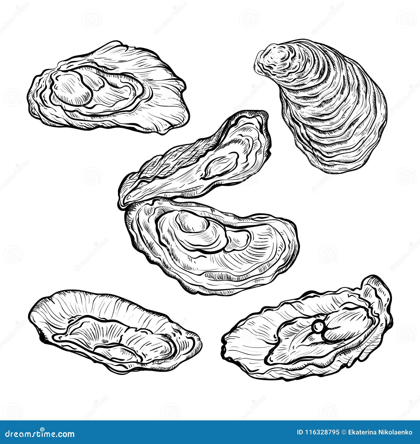 Oyster Shell Set. Engraved Style. Isolated on White Background Stock ...