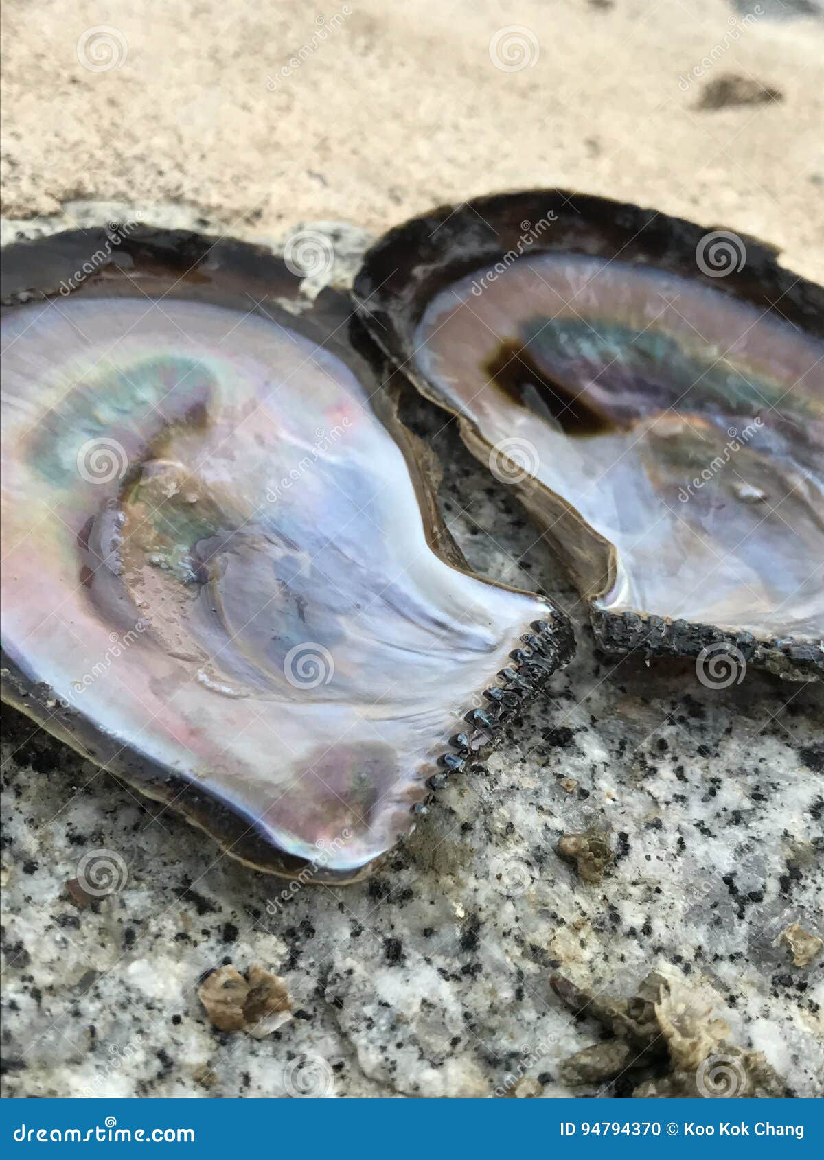 Oyster shell shiny face stock photo. Image of shell, oyster - 94794370