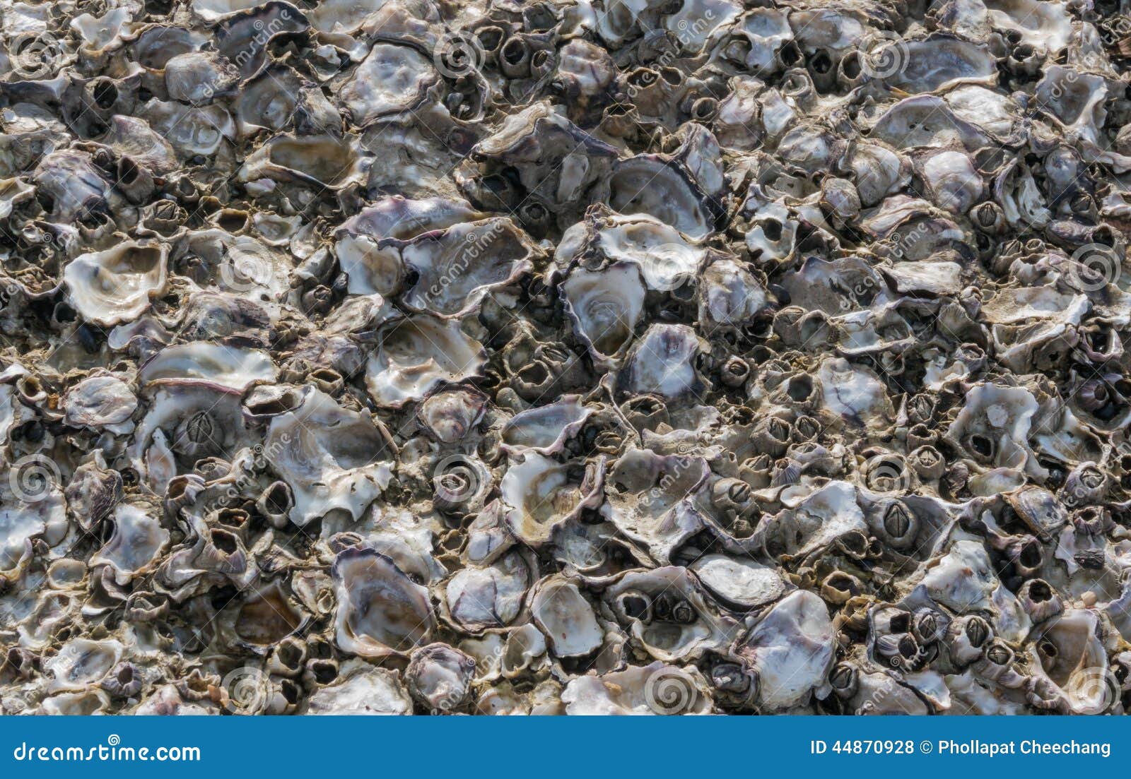 Oyster shell stock photo. Image of shellfish, mollusk - 44870928