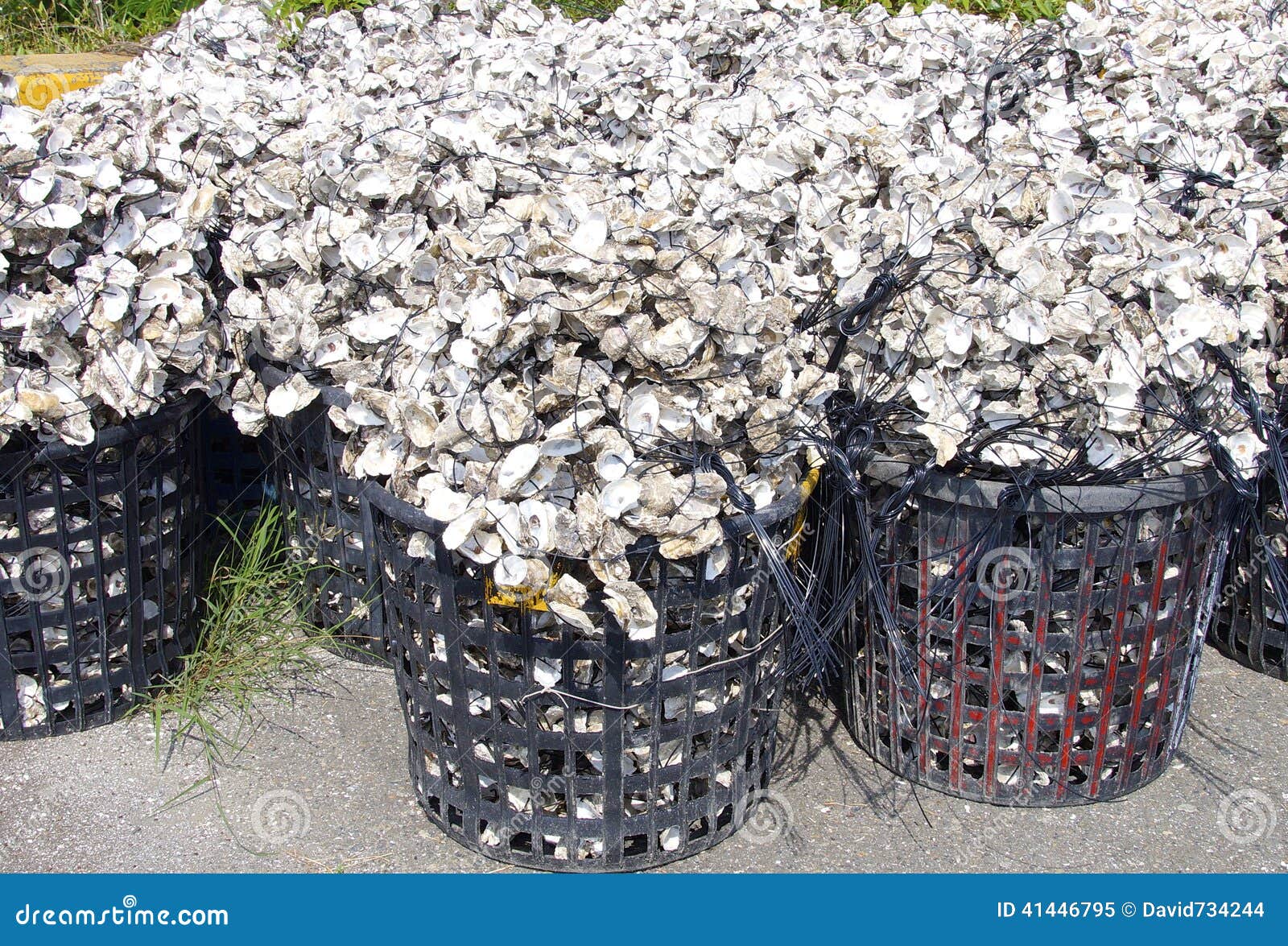 Oyster shell stock image. Image of islands, oyster, delicious - 41446795