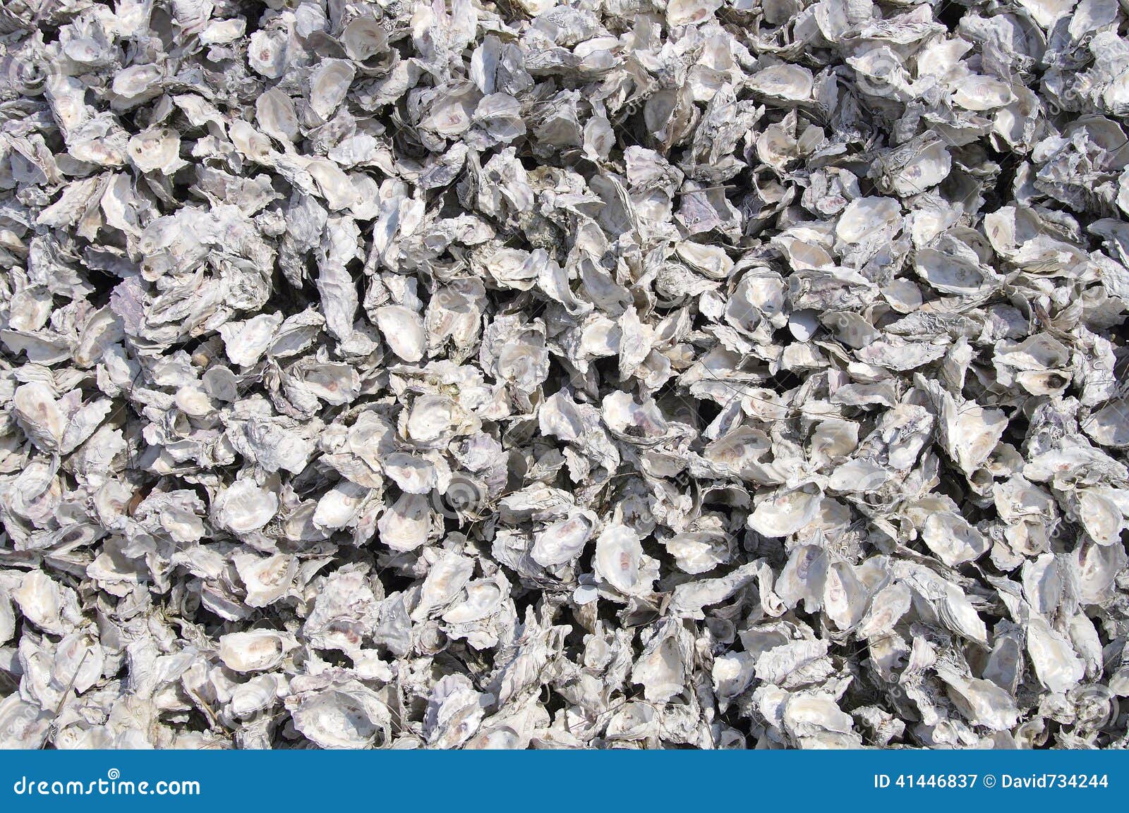 Oyster shell stock image. Image of fresh, food, pacific - 41446837