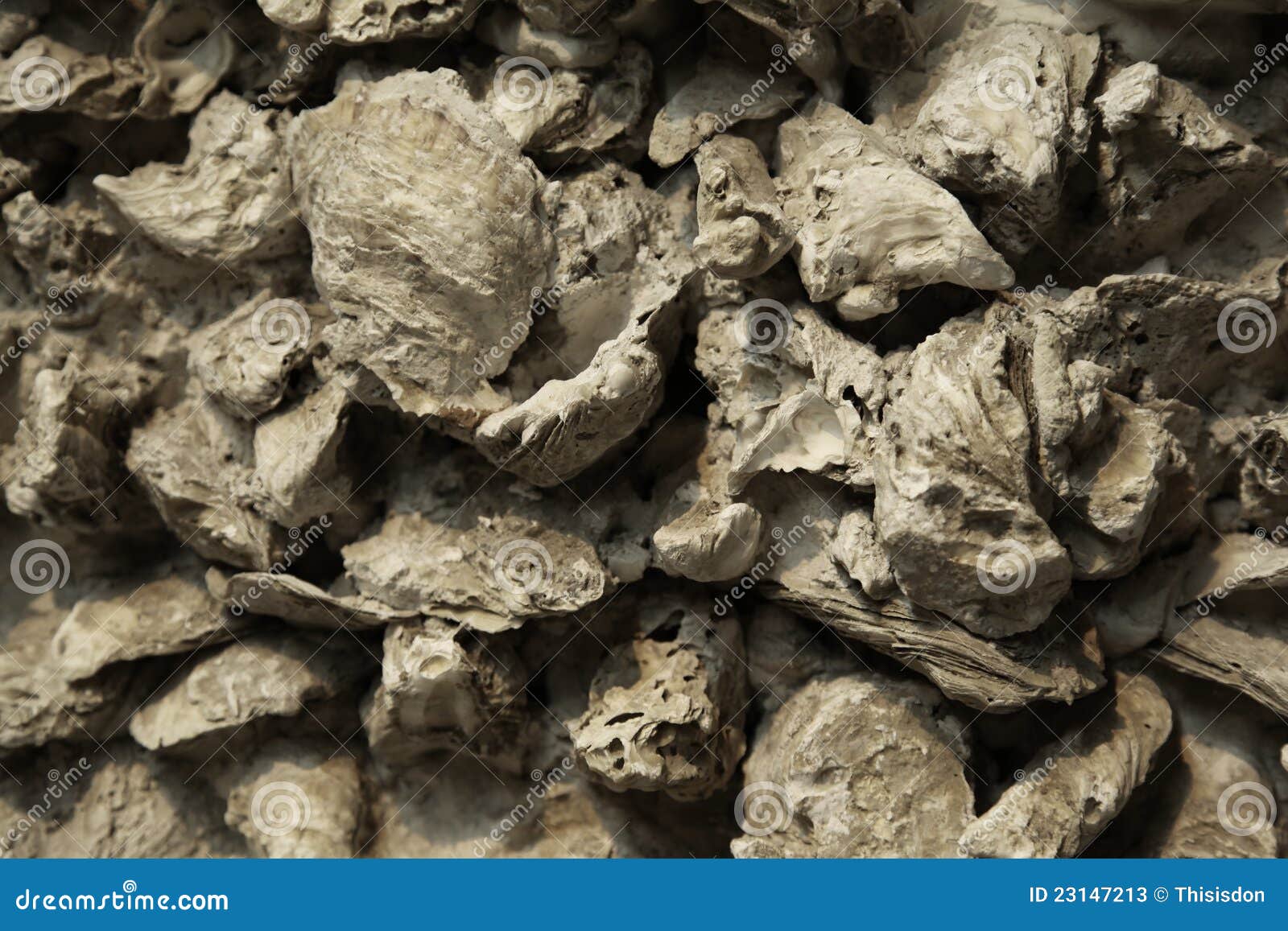 Oyster shell wall stock image. Image of unique, construction - 23147213