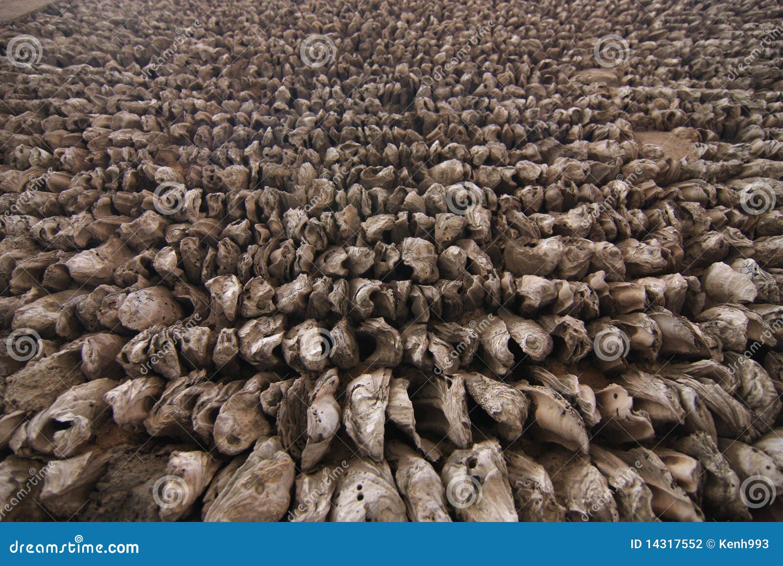 Oyster Shell Wall in Different Angle Stock Photo - Image of health ...