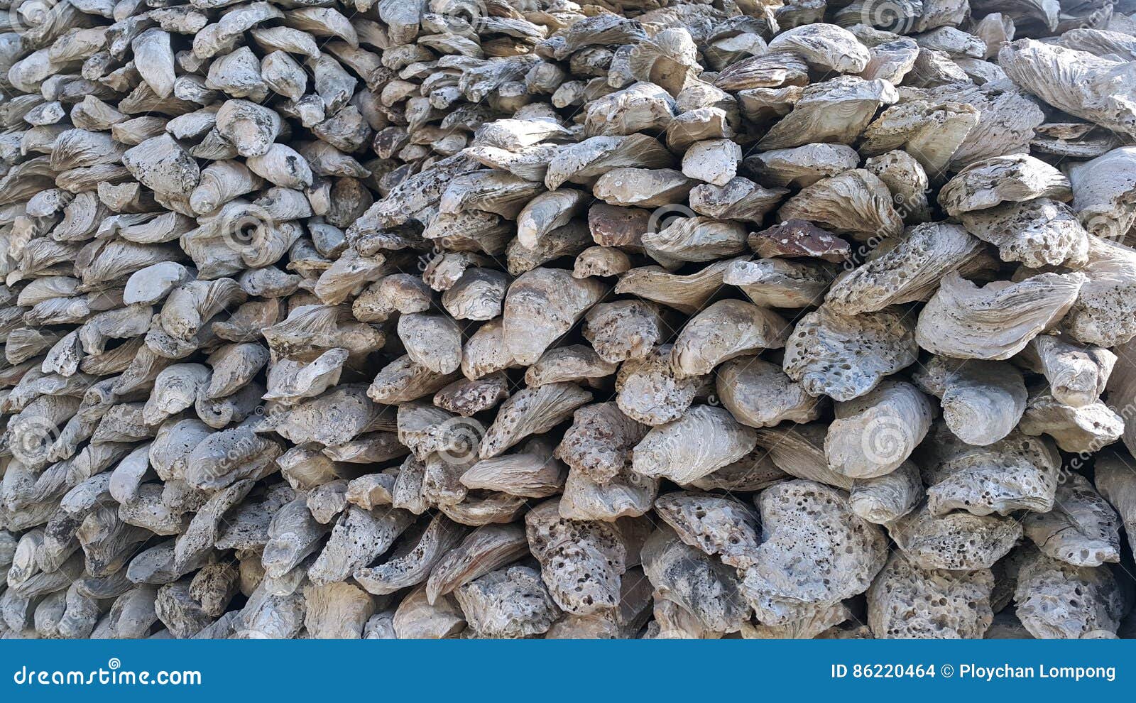 Oyster Shell Wall. Wall, Backgrounds and Textures Created by the ...