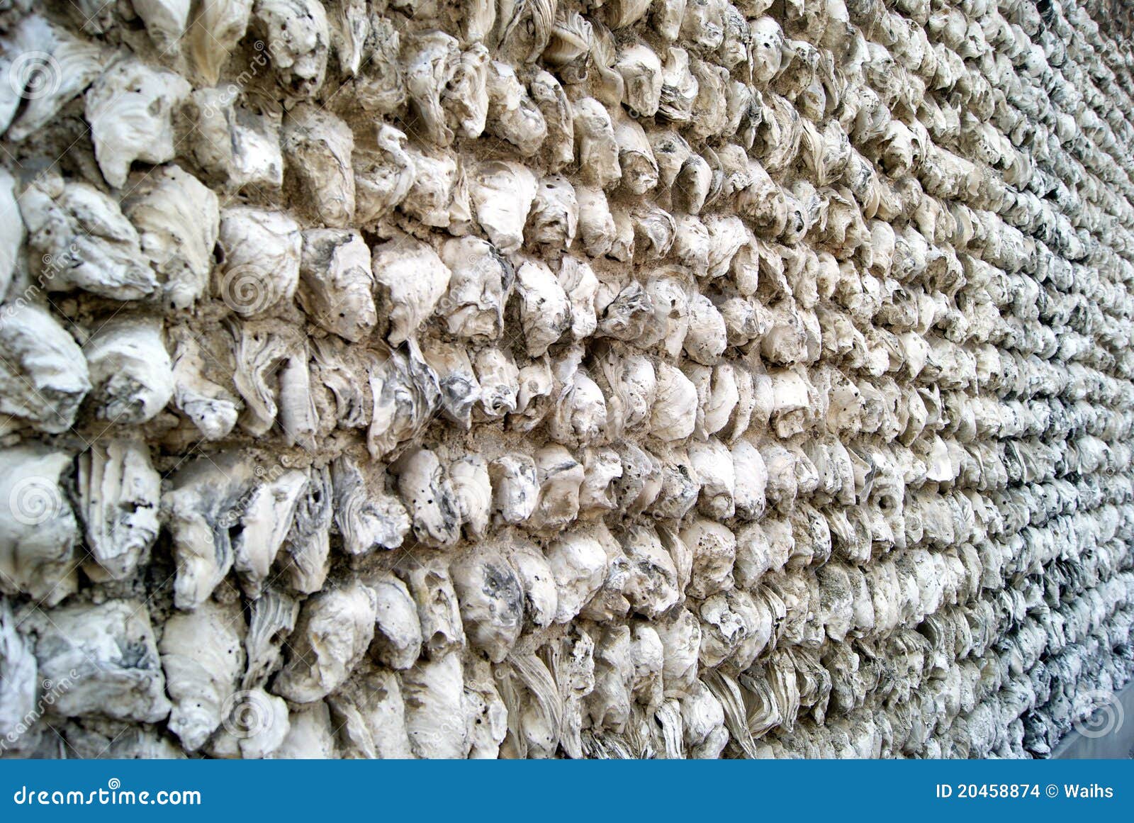 Oyster shell walls stock photo. Image of rules, peeling - 20458874