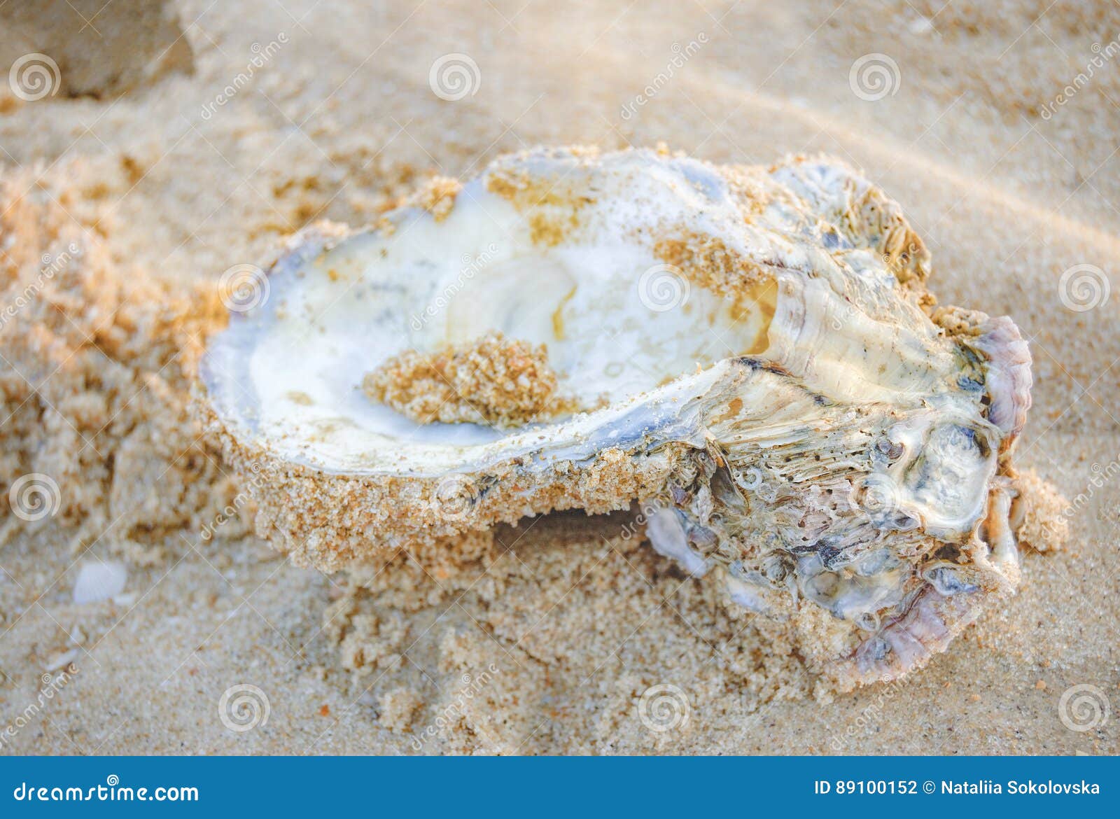 Oyster Shell on the Wet Sand on a Tropical Beach Stock Photo - Image of ...