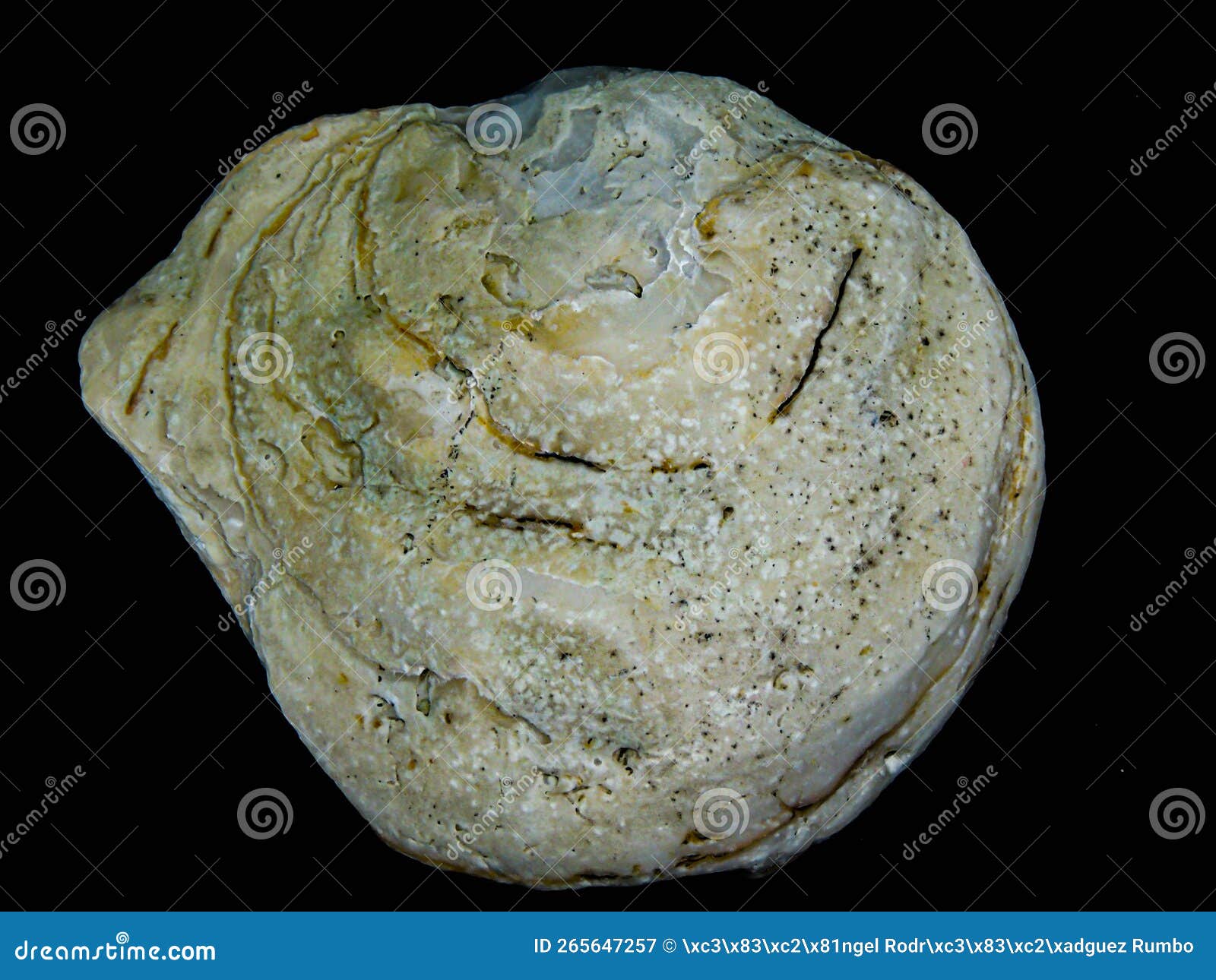 Oyster shell worn. stock image. Image of invertebrate - 265647257