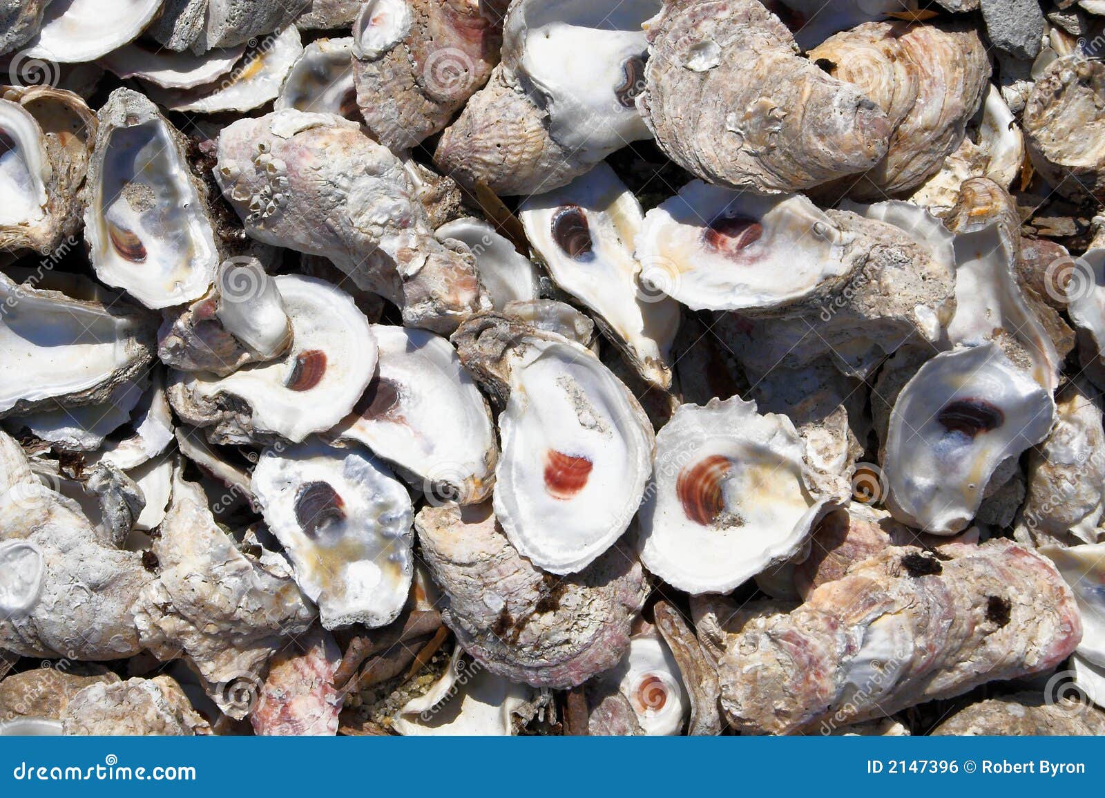 Oyster Shells stock photo. Image of oyster, seashells - 2147396