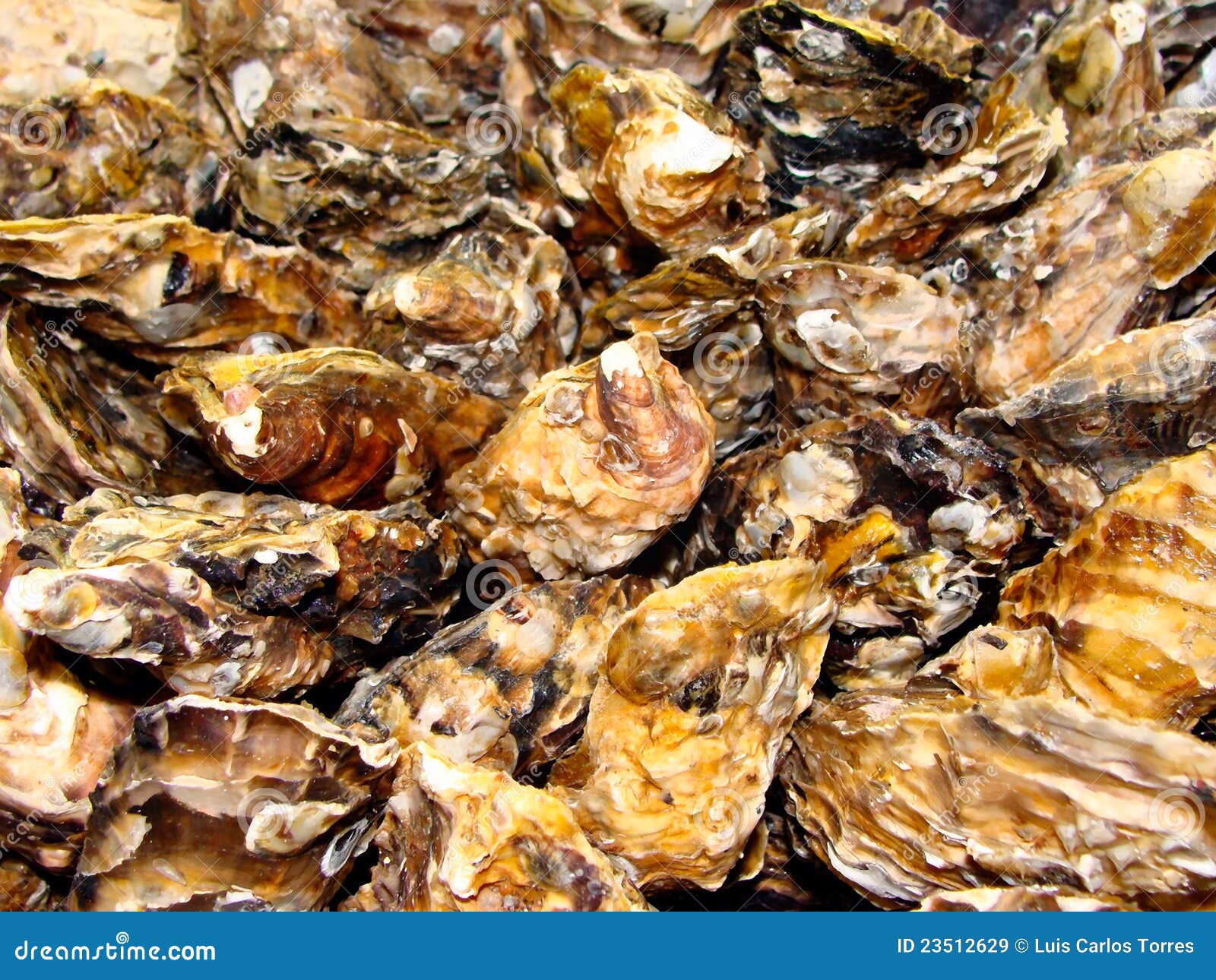 Oyster shells stock image. Image of growing, farm, grow - 23512629