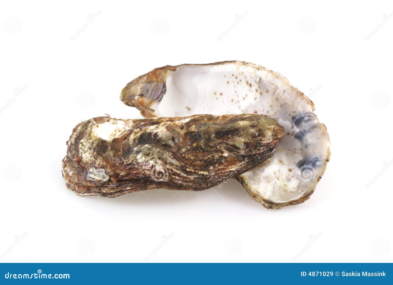 Oyster shells. stock image. Image of shells, food, macro - 4871029