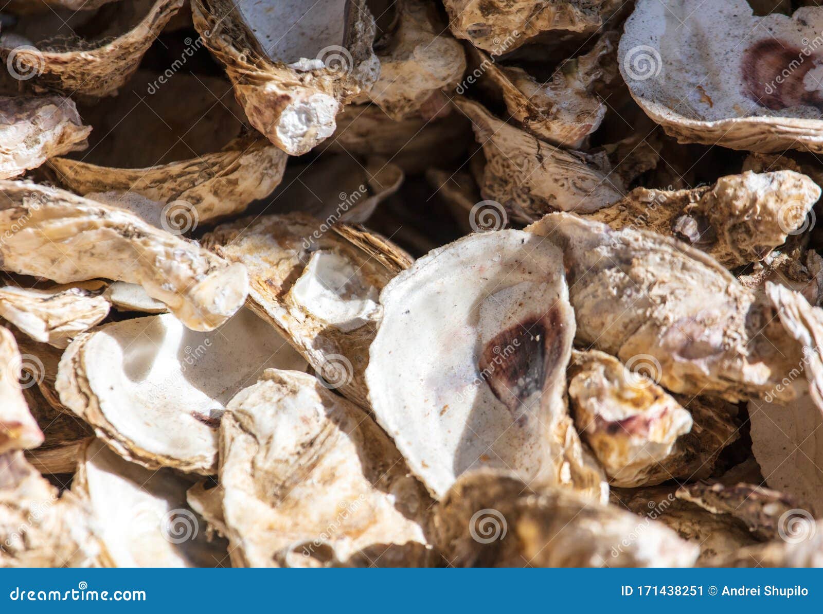 Oyster Shells As an Abstract Background Stock Image - Image of ...