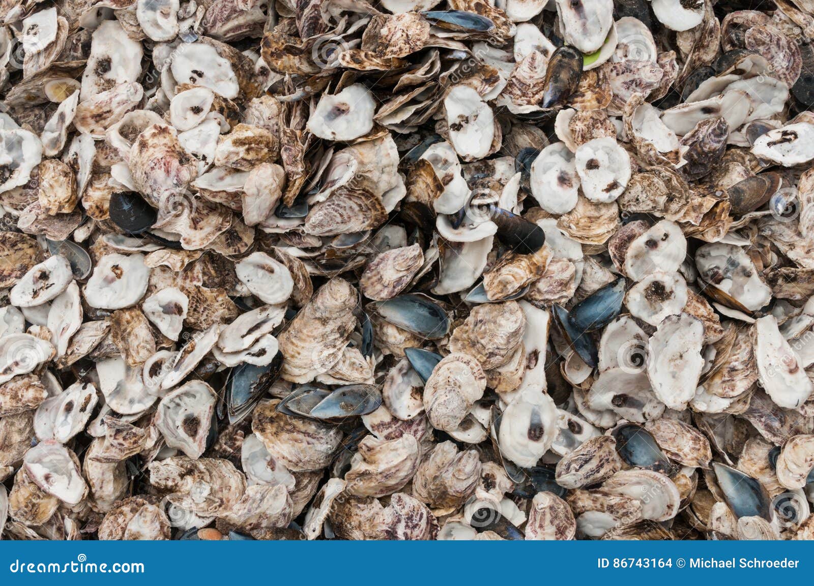 Oyster shells stock photo. Image of shell, bivalvia, boat - 86743164
