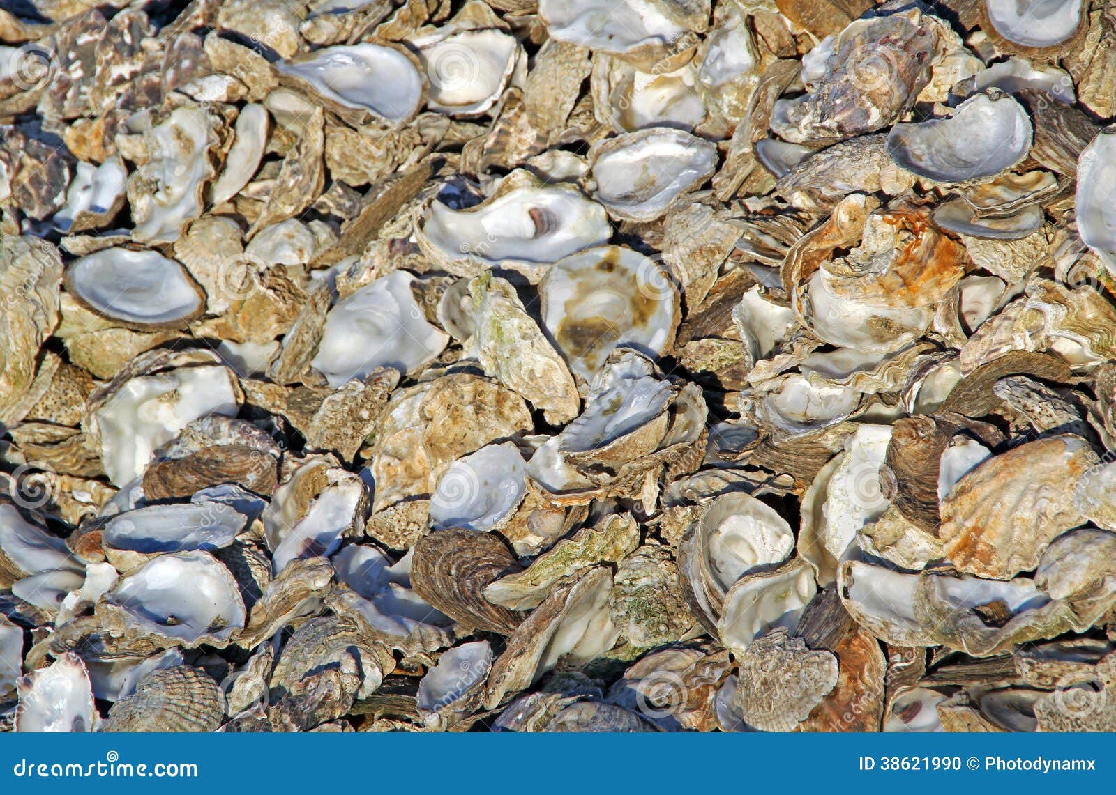 Oyster shells background stock photo. Image of mother - 38621990
