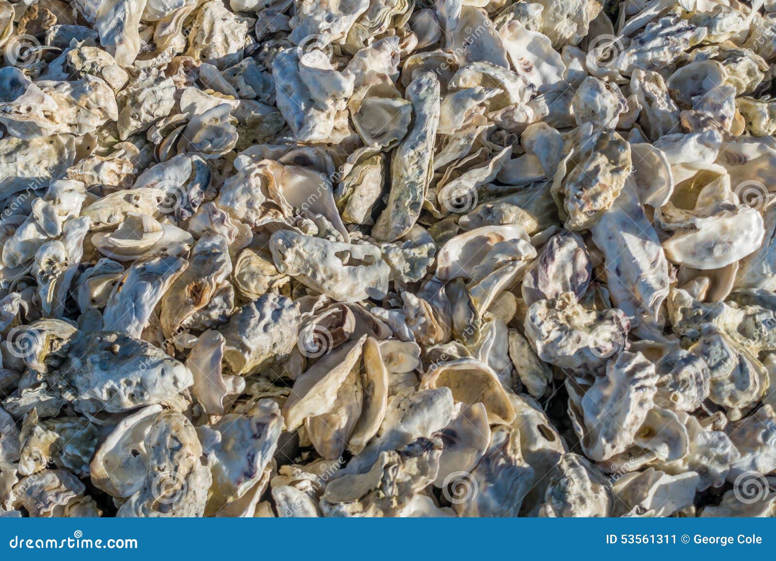 Oyster Shells Background stock image. Image of coast - 53561311