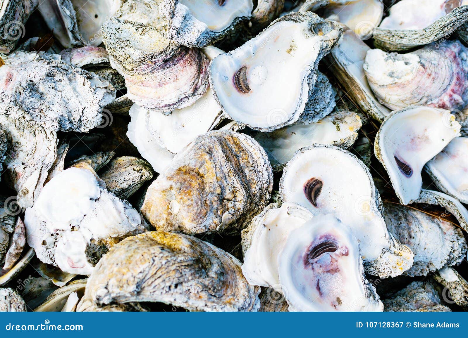 Oyster Shells Stock Photo | CartoonDealer.com #59280510