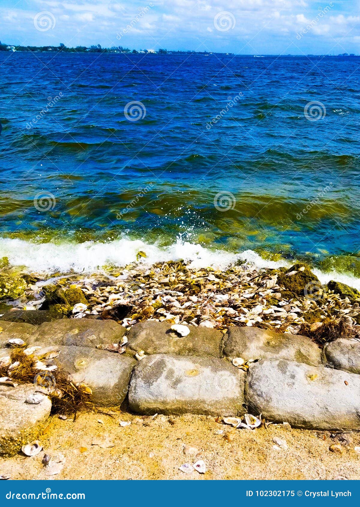 Oyster Shells 2 stock image. Image of ocean, foam, beautiful - 102302175